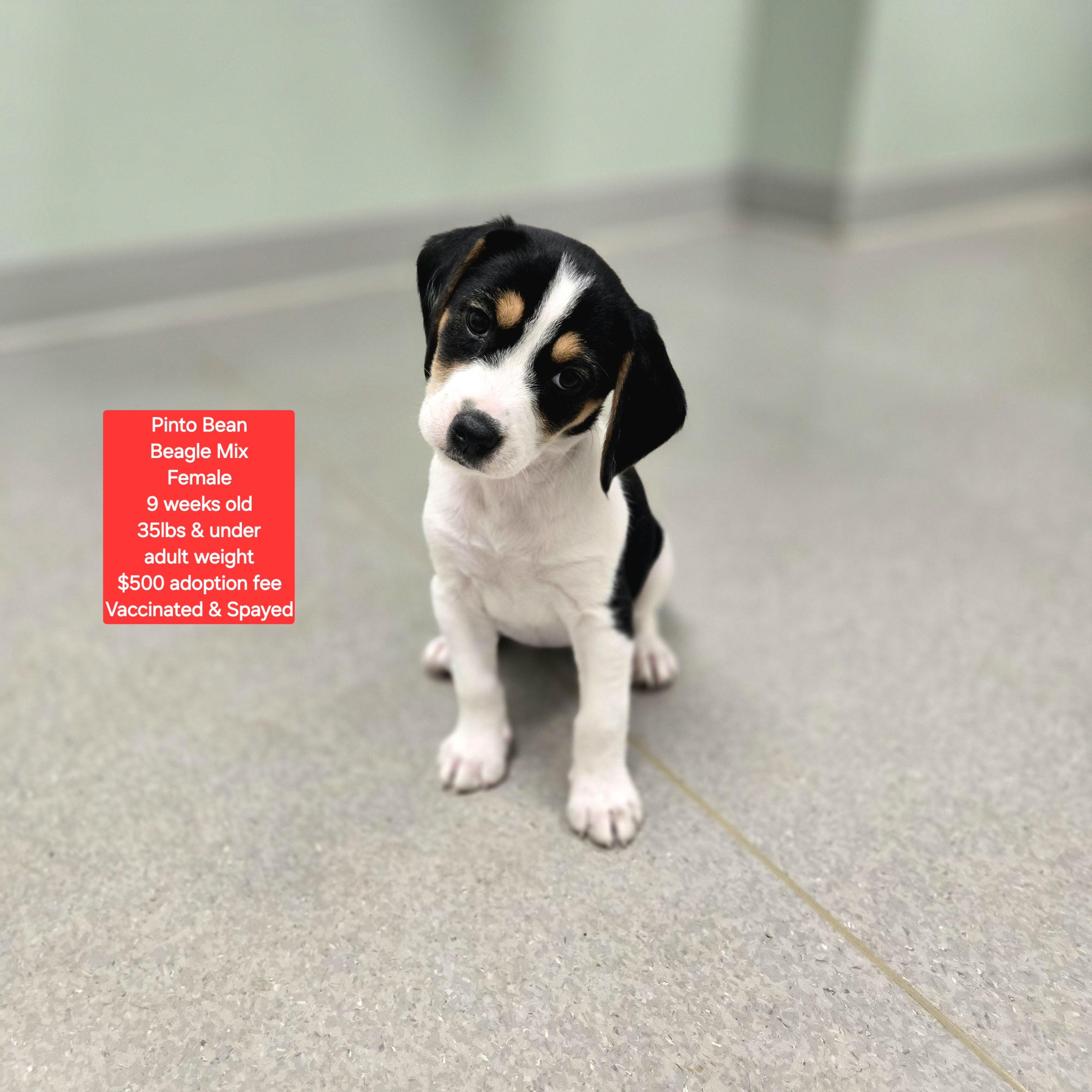 Pinto Bean - Adoptable Pet | Petfinder | Petfinder