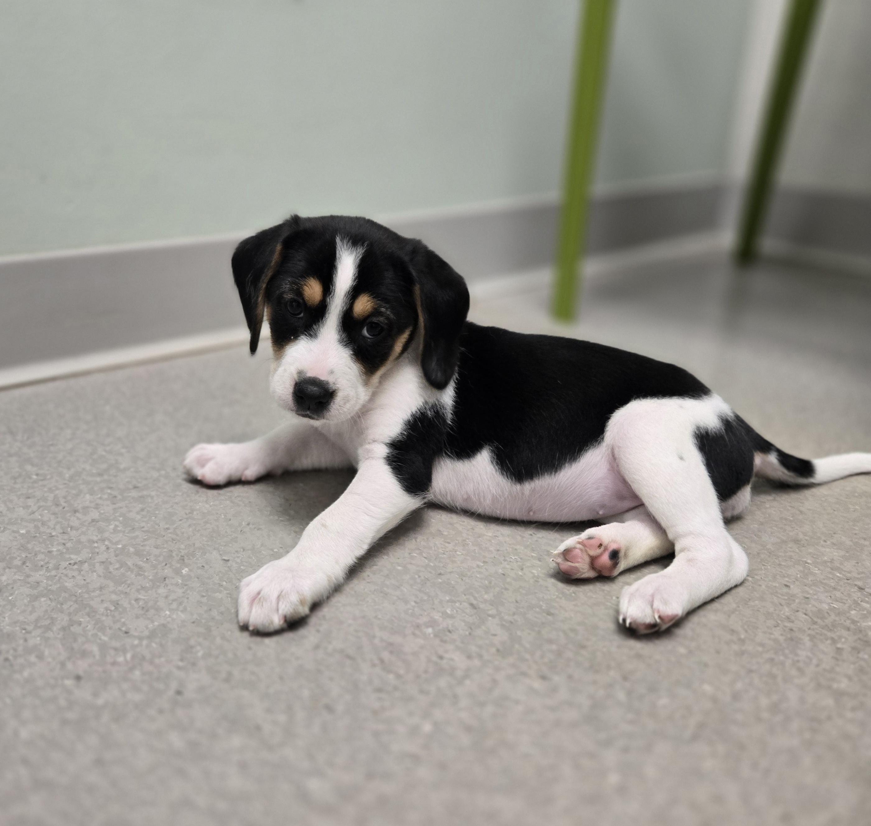 Pinto Bean - Adoptable Pet | Petfinder | Petfinder