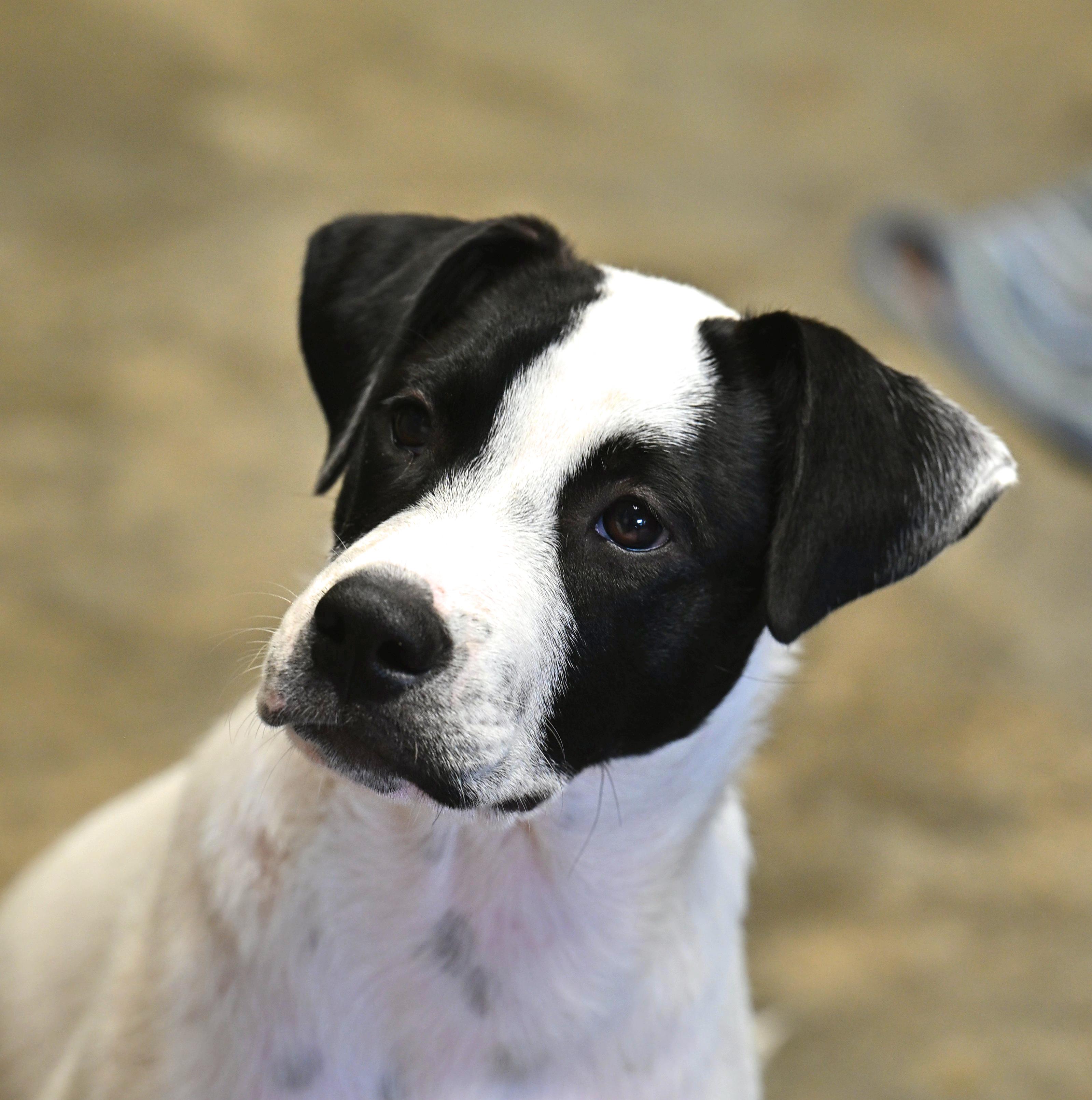 Dog for adoption - Gregory- COME MEET ME!, a Hound & Labrador Retriever ...