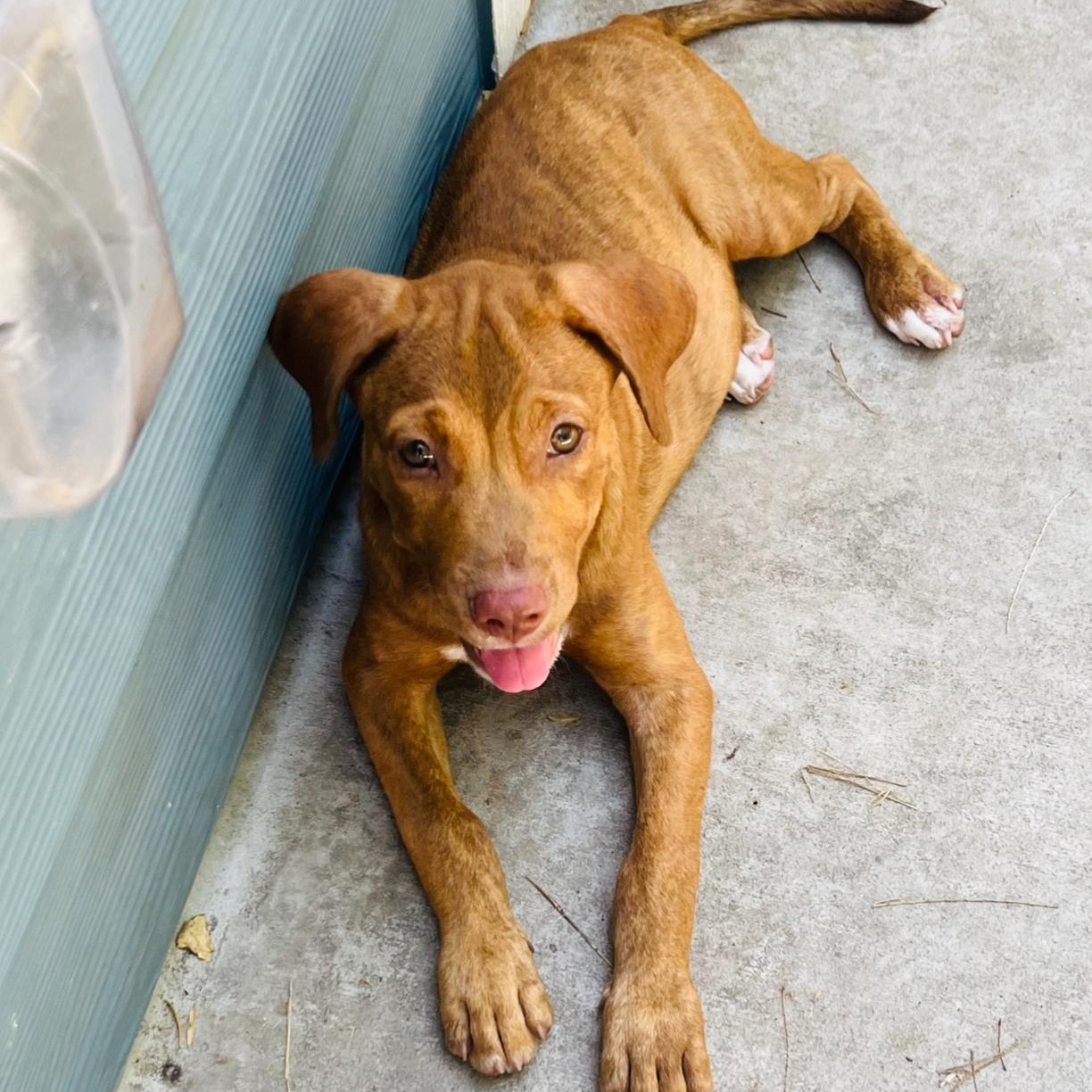 Dog for adoption - Grayson, a Labrador Retriever Mix in Ridgefield, NJ ...