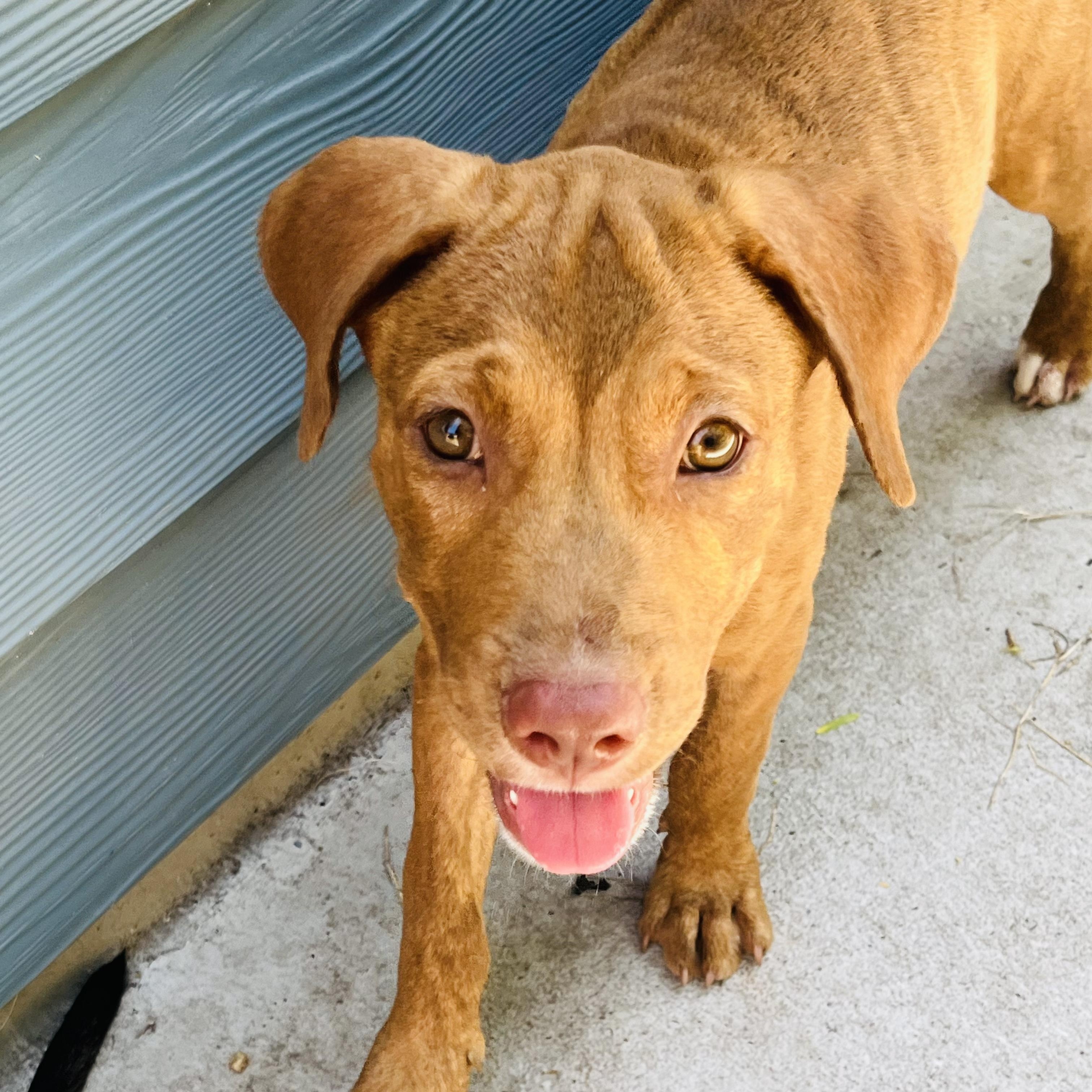 Dog for adoption - Grayson, a Labrador Retriever Mix in Ridgefield, NJ ...