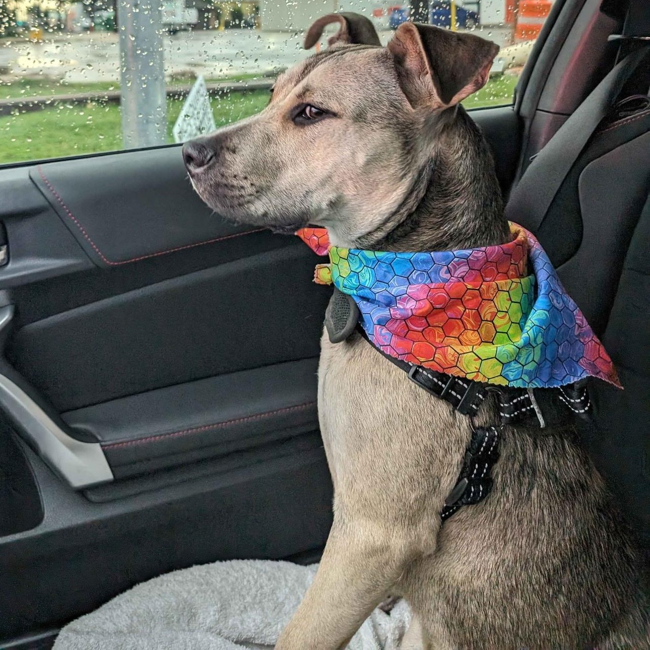 Dog for adoption - Mack, a Shepherd Mix in Raleigh, NC | Petfinder