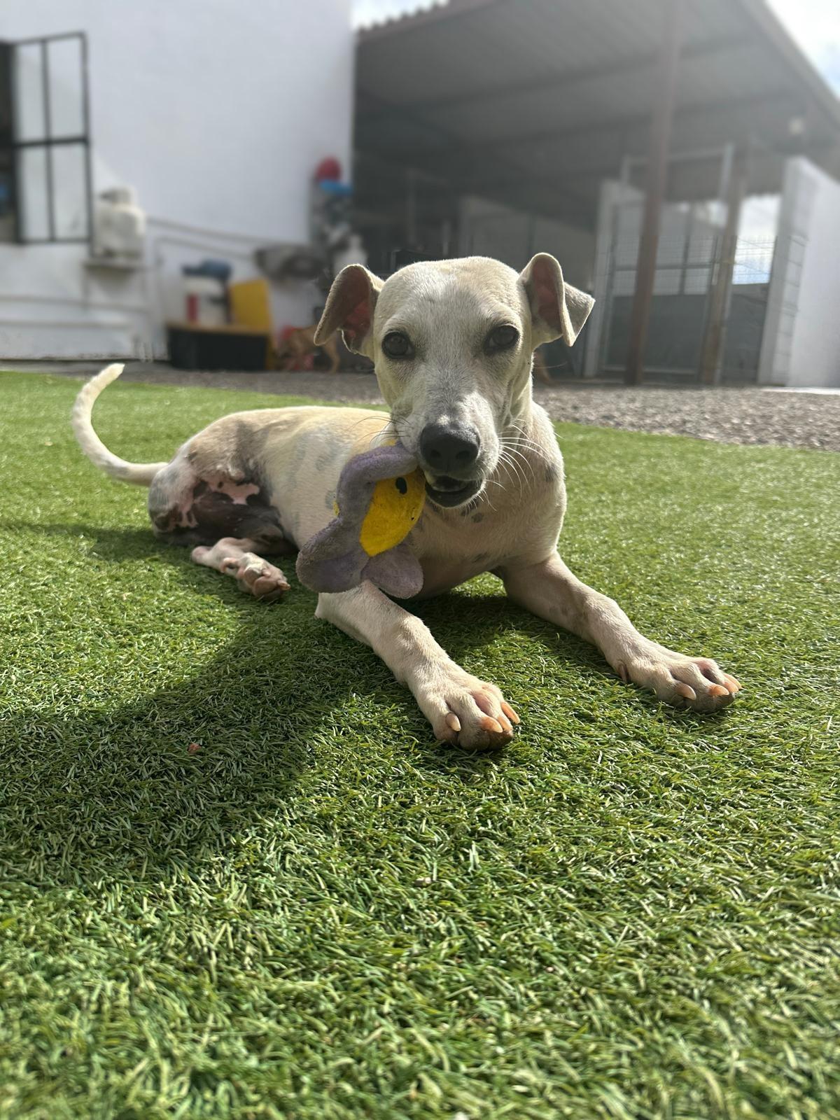 Dog for adoption - Ross (Tri-Pod), a Mixed Breed in Abbotsford, BC ...