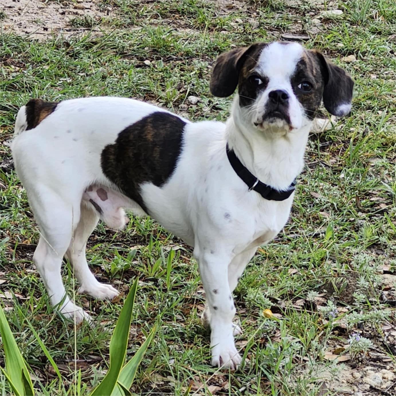Dog for adoption - Luffy, a Shih Tzu & Pug Mix in Albany, NY | Petfinder