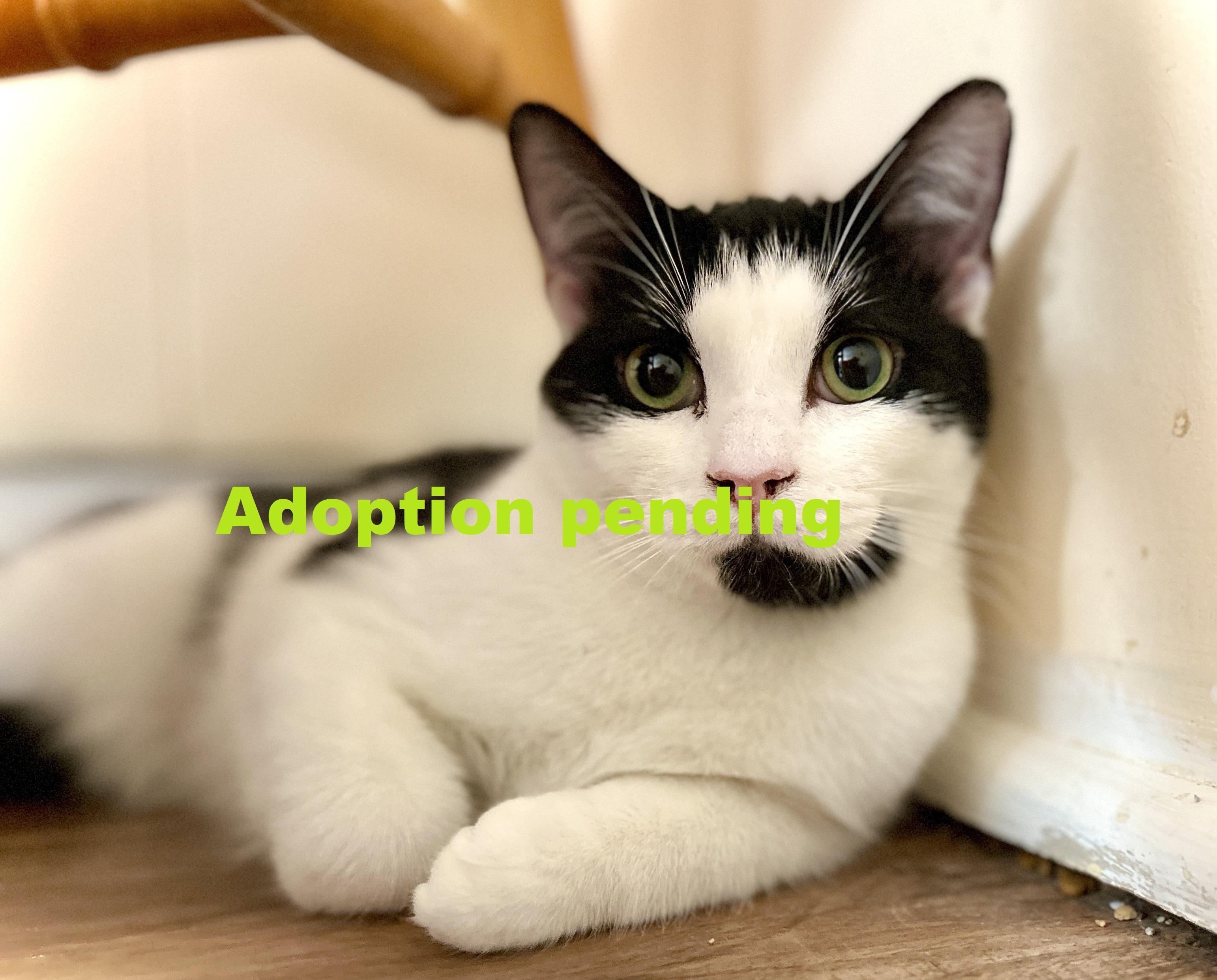 Cat for adoption - Moon, a Domestic Short Hair in Guelph, ON | Petfinder