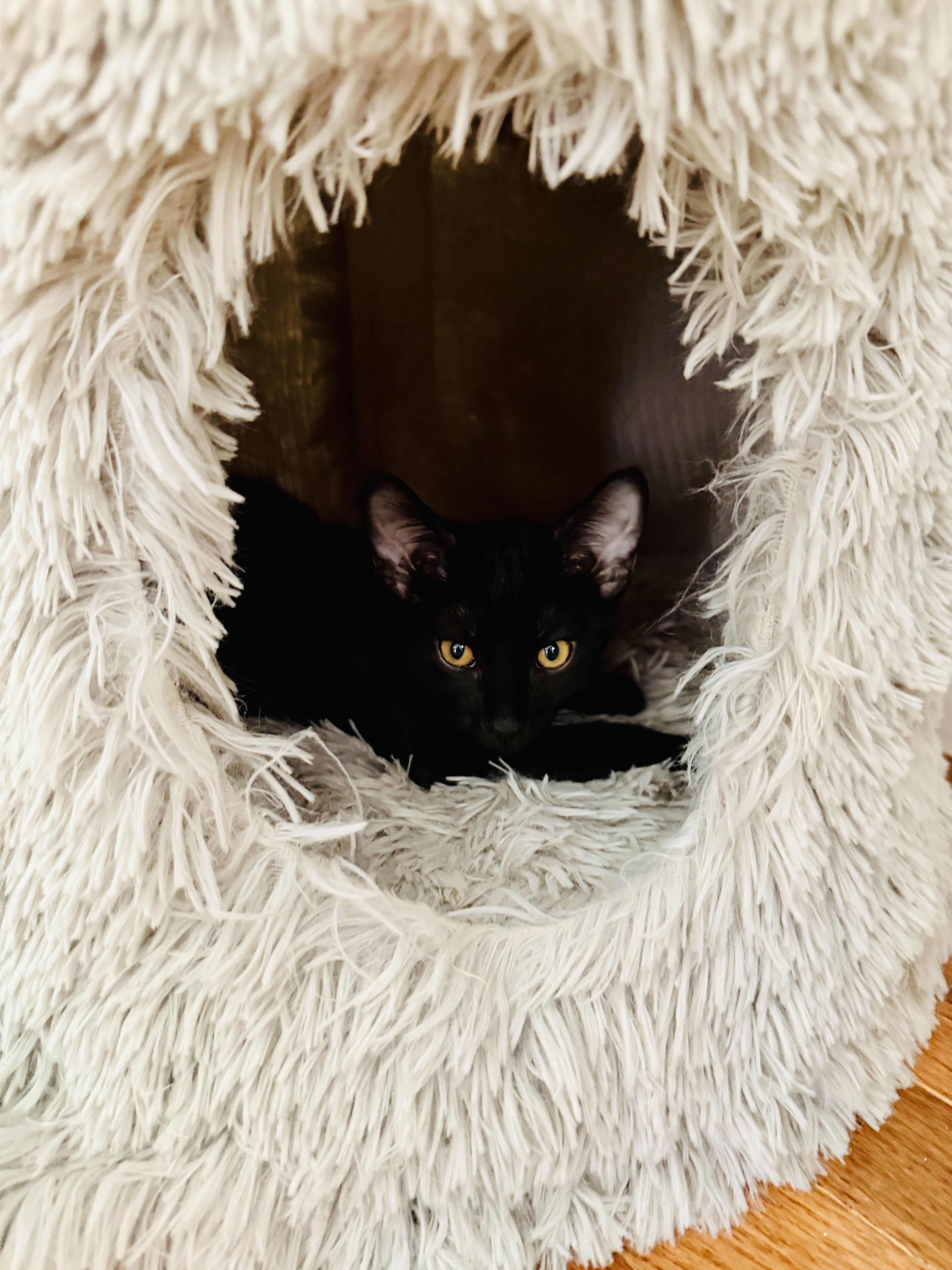 Cat for adoption - Chopper & Sidecar, a Domestic Short Hair in ...