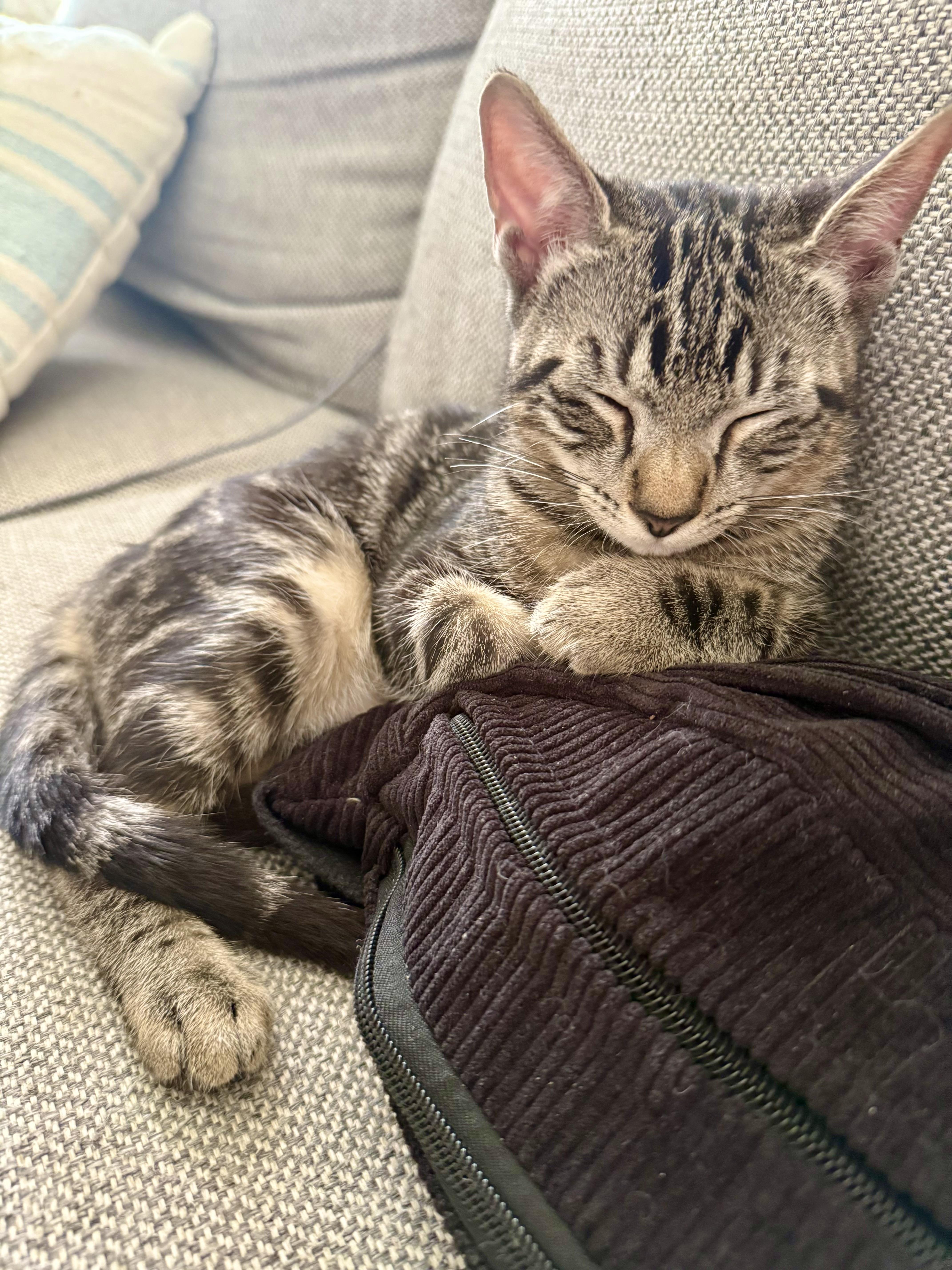 Cat for adoption - Chopper & Sidecar, a Domestic Short Hair in ...