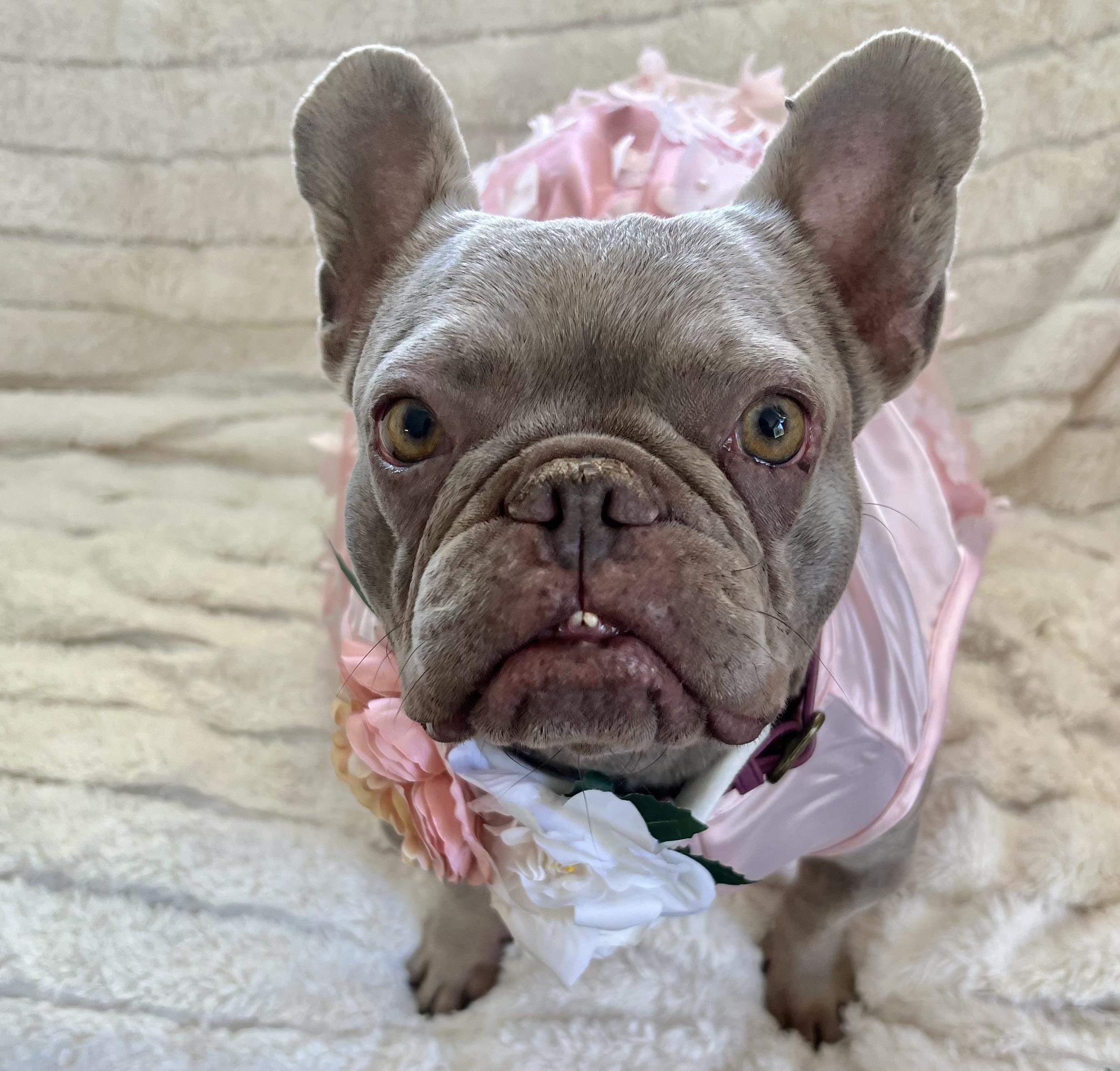 Dog for adoption - Frenchie, a French Bulldog in Angels Camp, CA ...