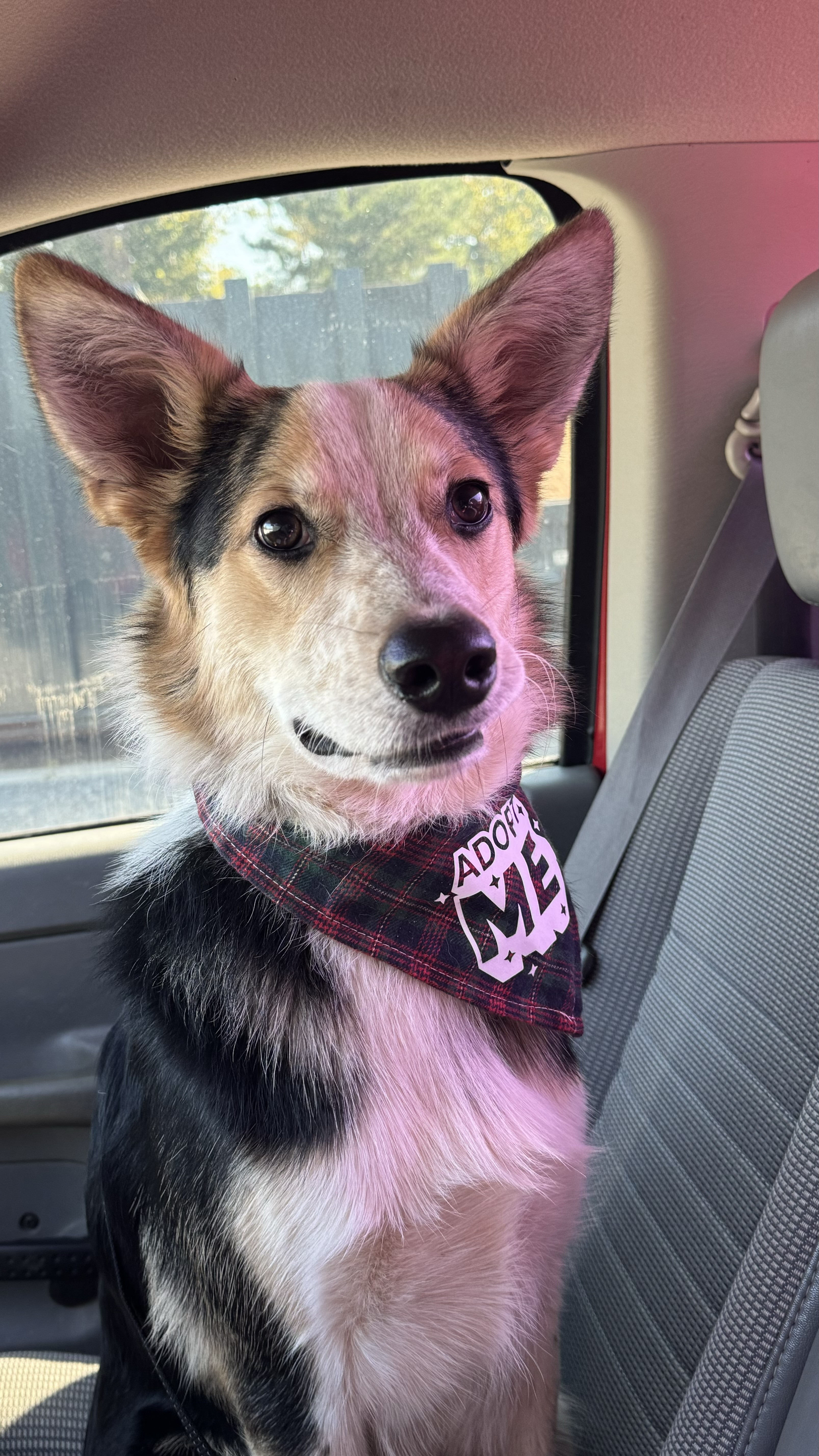 Dog for adoption - Vilo, an Australian Shepherd Mix in Woodlawn, TN ...