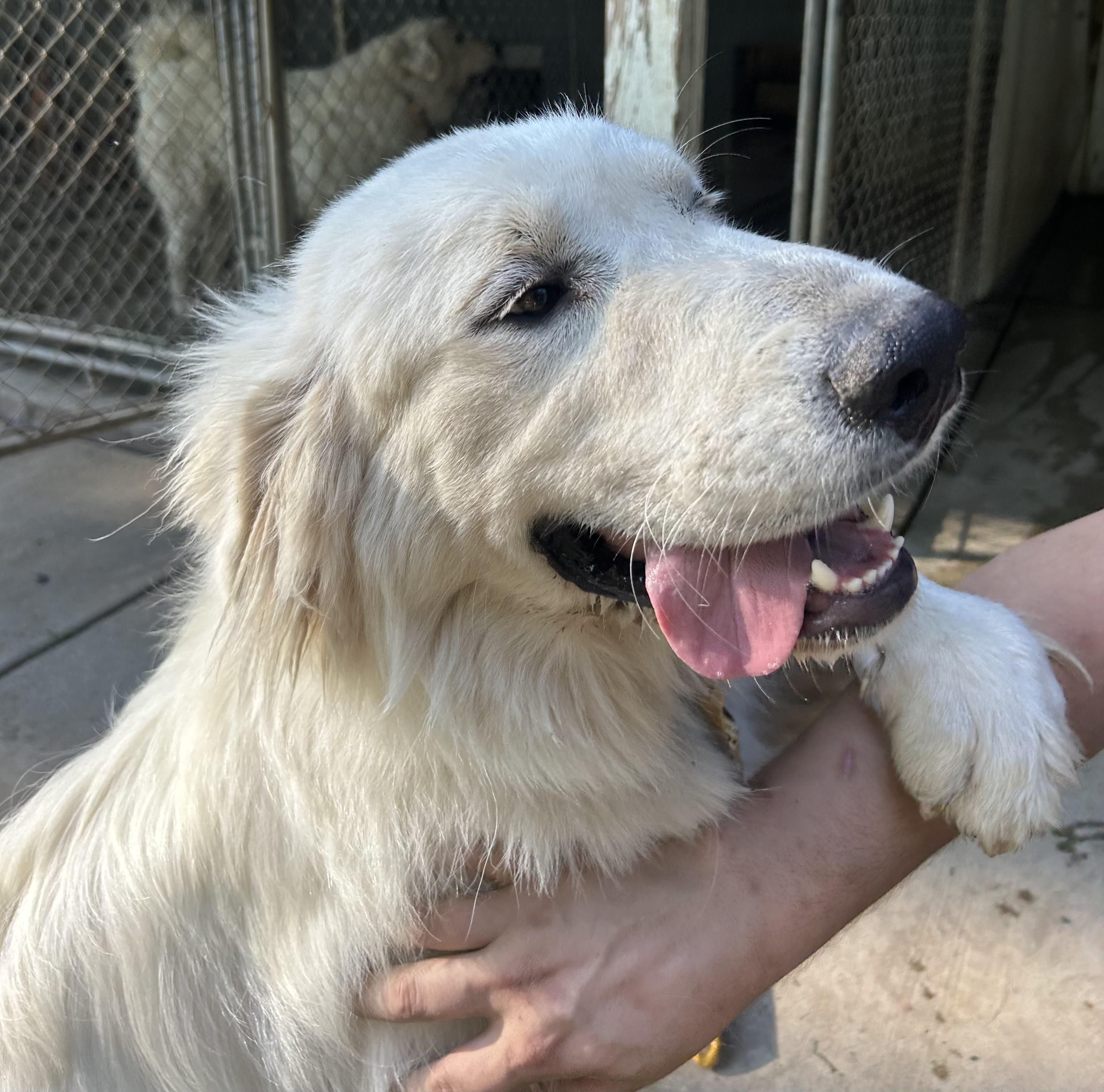 Dog for adoption - Remy - Foster Needed - Gentle Giant, a Great ...