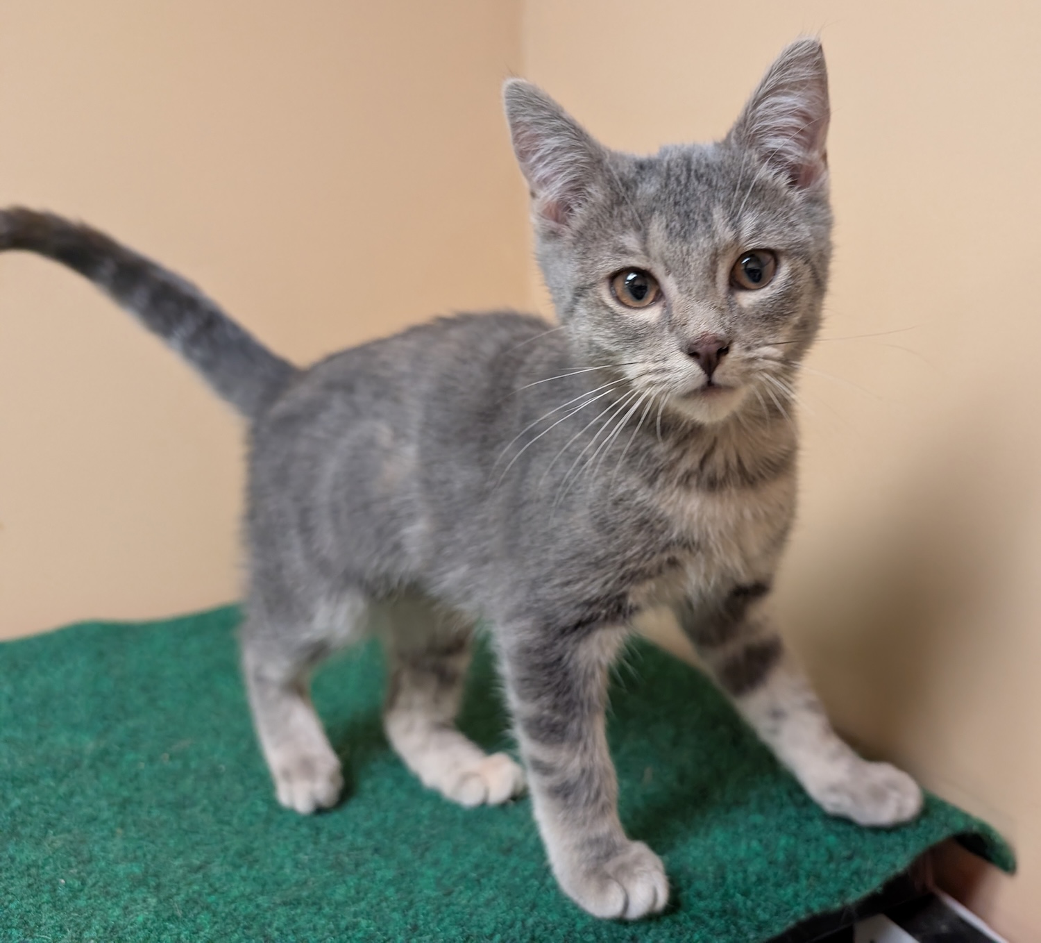 Available Cats and Kittens - Johnston County Animal Protection League ...