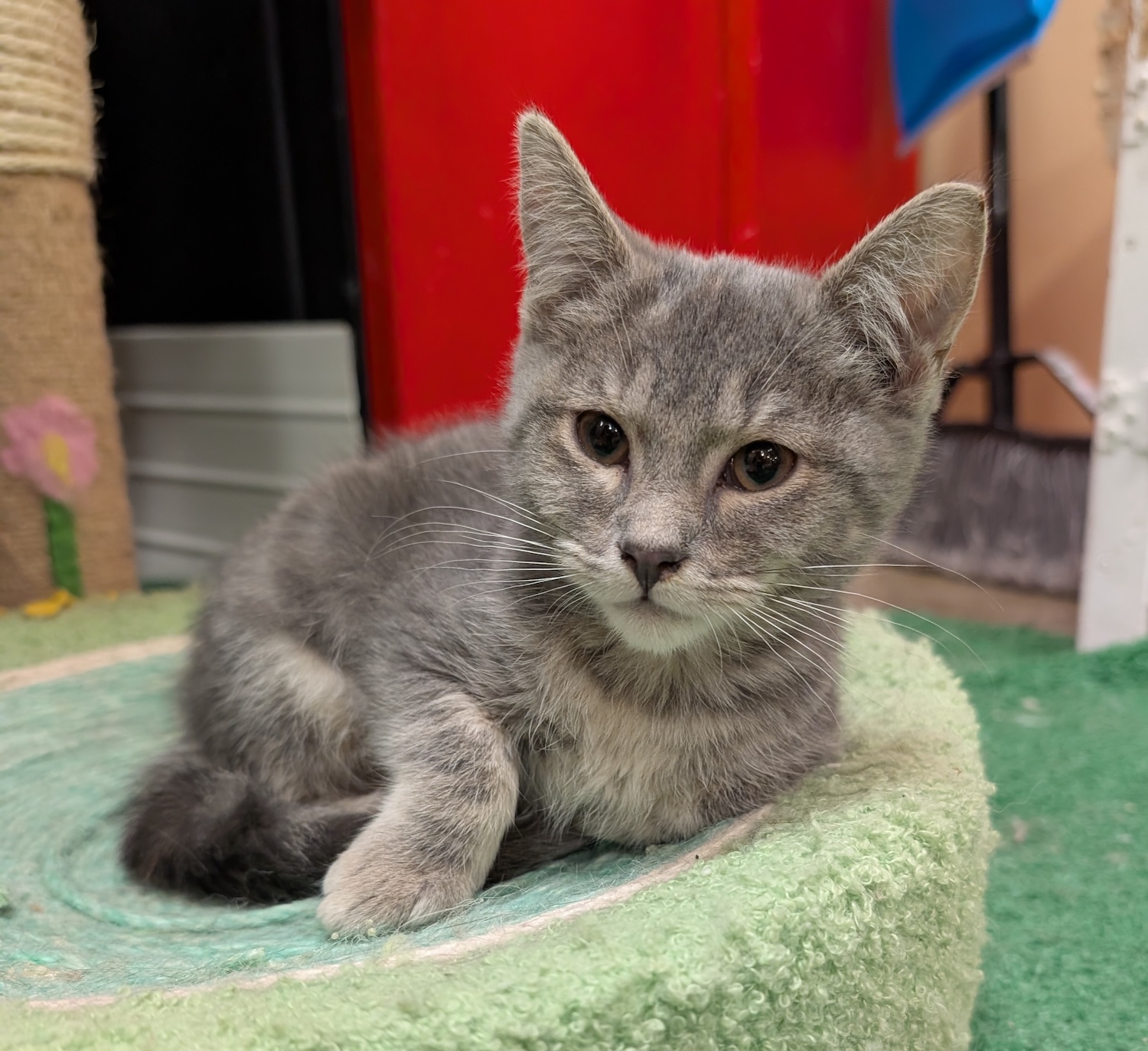 Available Cats and Kittens - Johnston County Animal Protection League ...