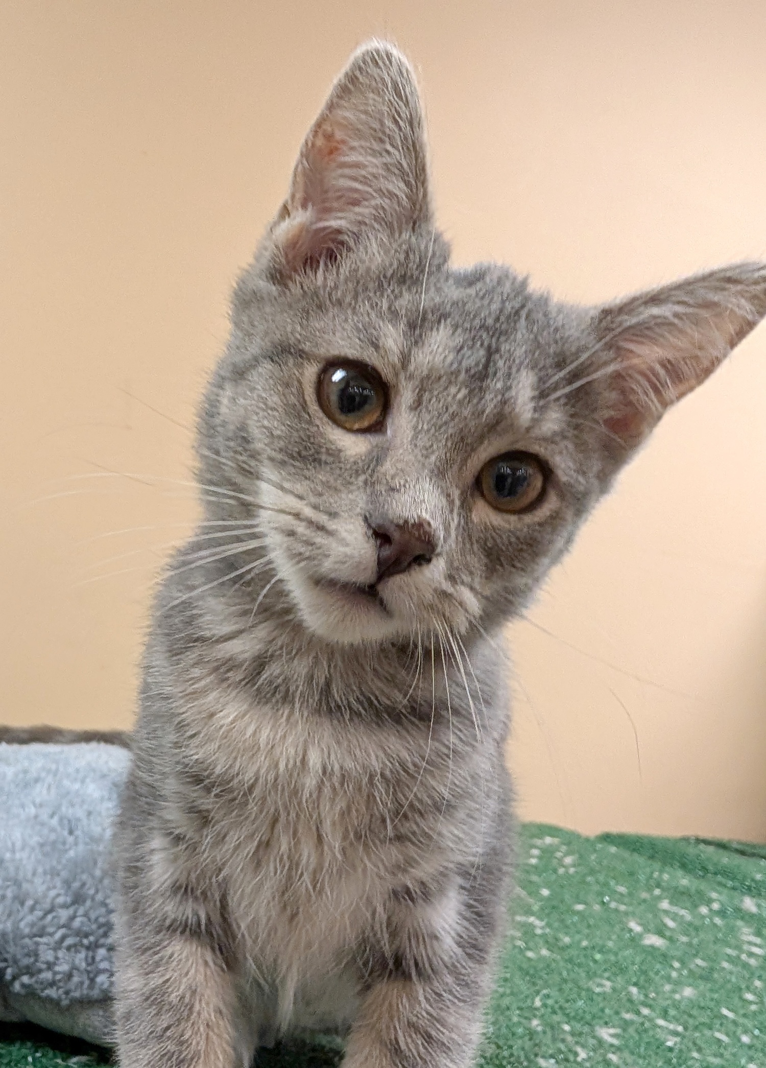 Available Cats and Kittens - Johnston County Animal Protection League ...