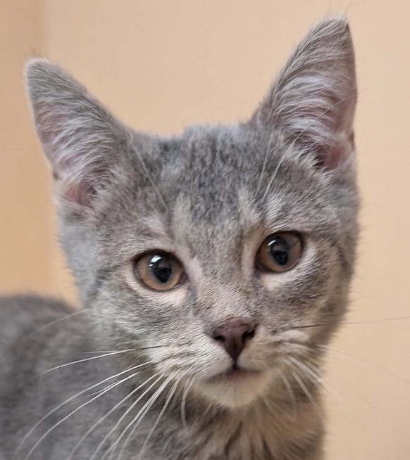 Available Cats and Kittens - Johnston County Animal Protection League ...