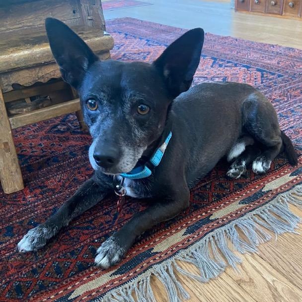 Dog for adoption - Meet Captain – Loving, Friendly, Great w/Dogs, Loyal ...