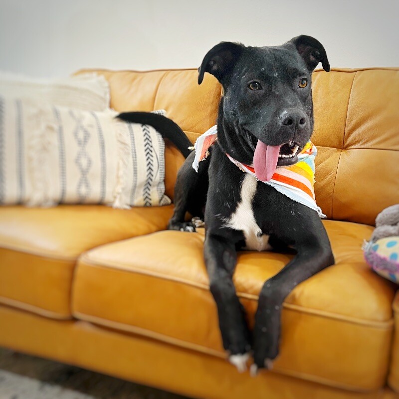 Dog for adoption - Tony Toby loves everyone, a Black Labrador Retriever ...