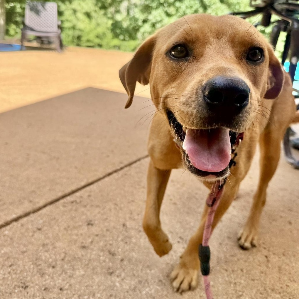 Dog for adoption - Mandy, a Retriever Mix in St. Catharines, ON | Petfinder
