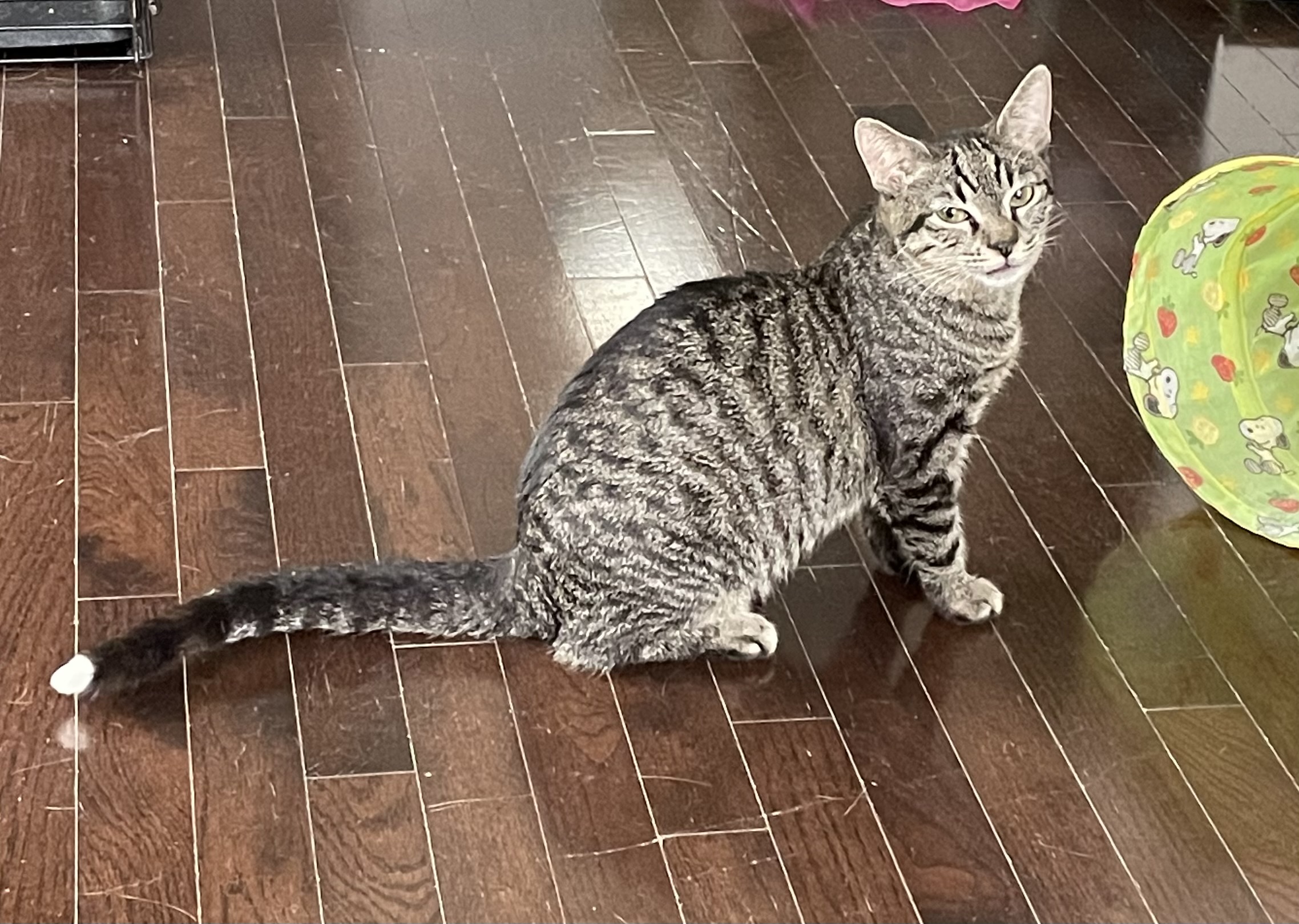 Cat for adoption - Linda- 4 months old kitten, an Egyptian Mau in ...