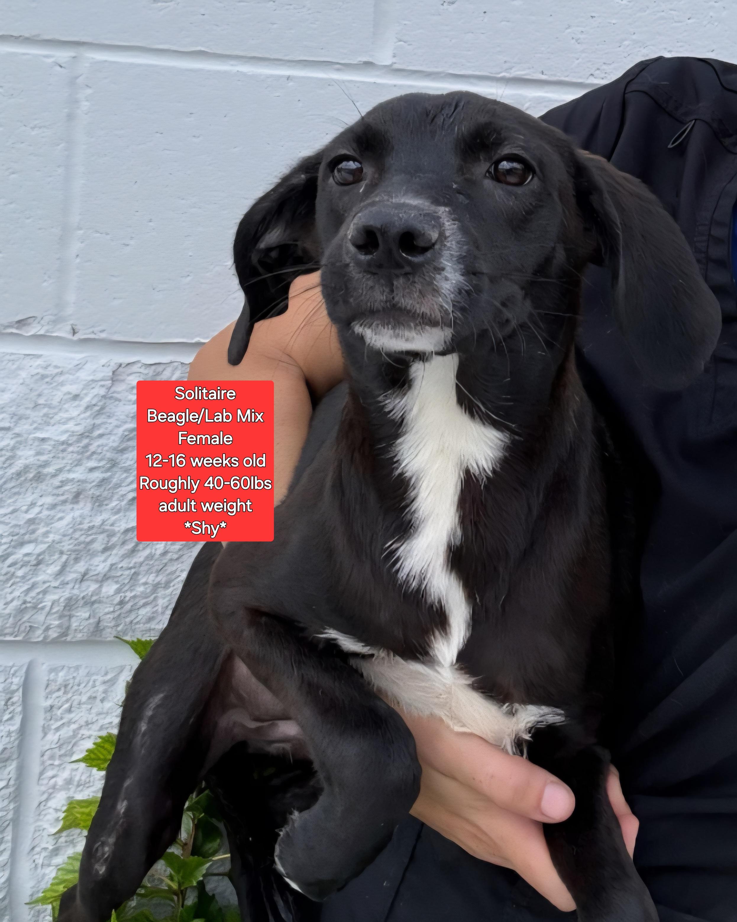 Dog for adoption - Solitaire, a Beagle & Labrador Retriever Mix in ...