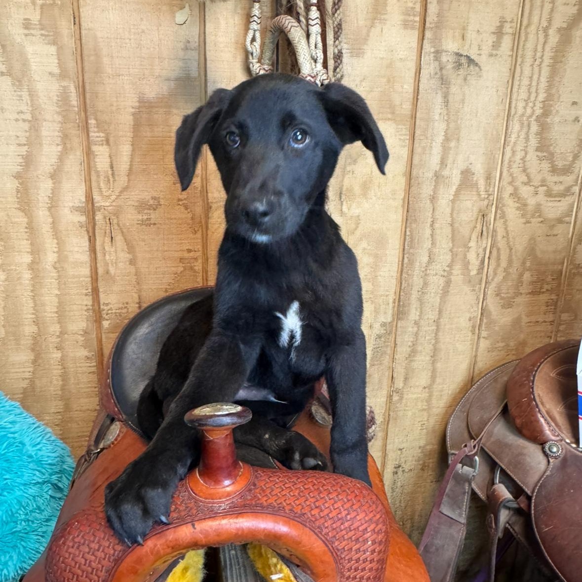 Dog for adoption - Kaiden, a Black Labrador Retriever & Coonhound Mix ...