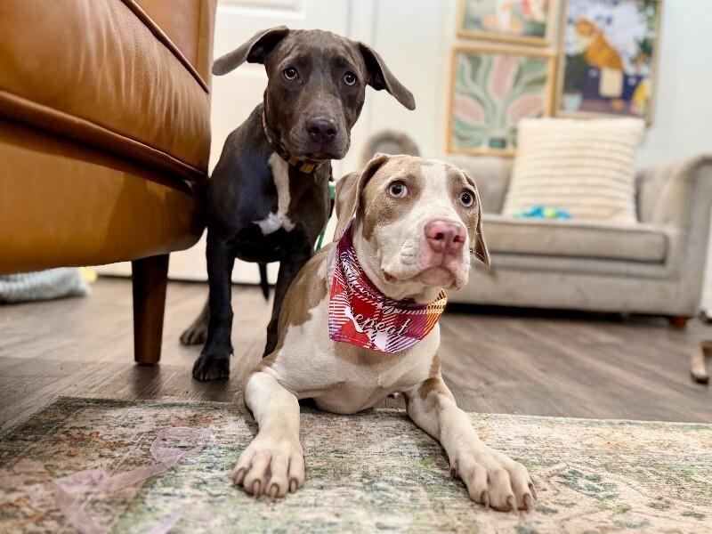 Dog for adoption - Hershey Puppy Eyed Princess Carroll, a Pit Bull ...