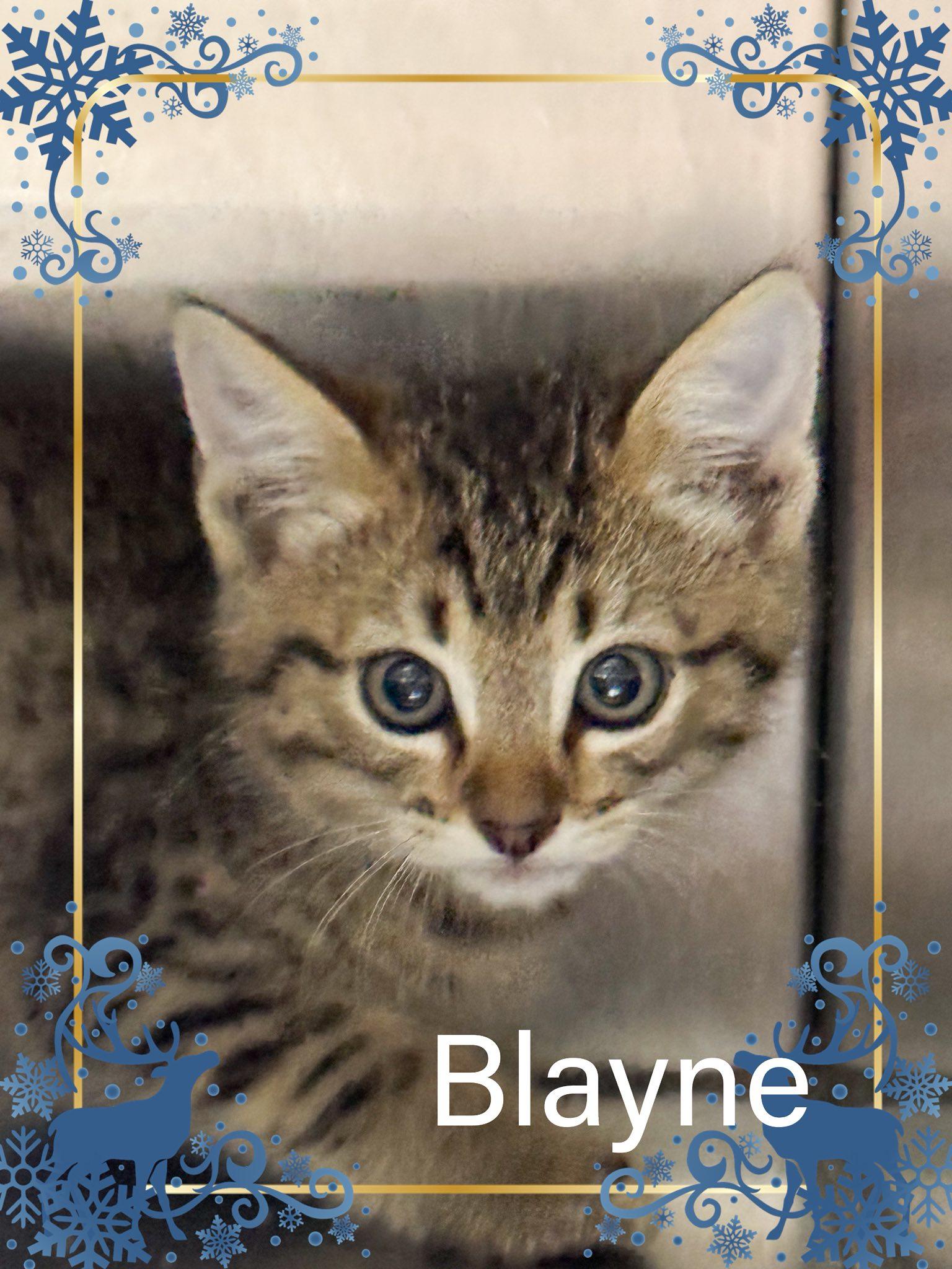 Cat for adoption - Blayne, a Domestic Short Hair Mix in Bowie, TX ...