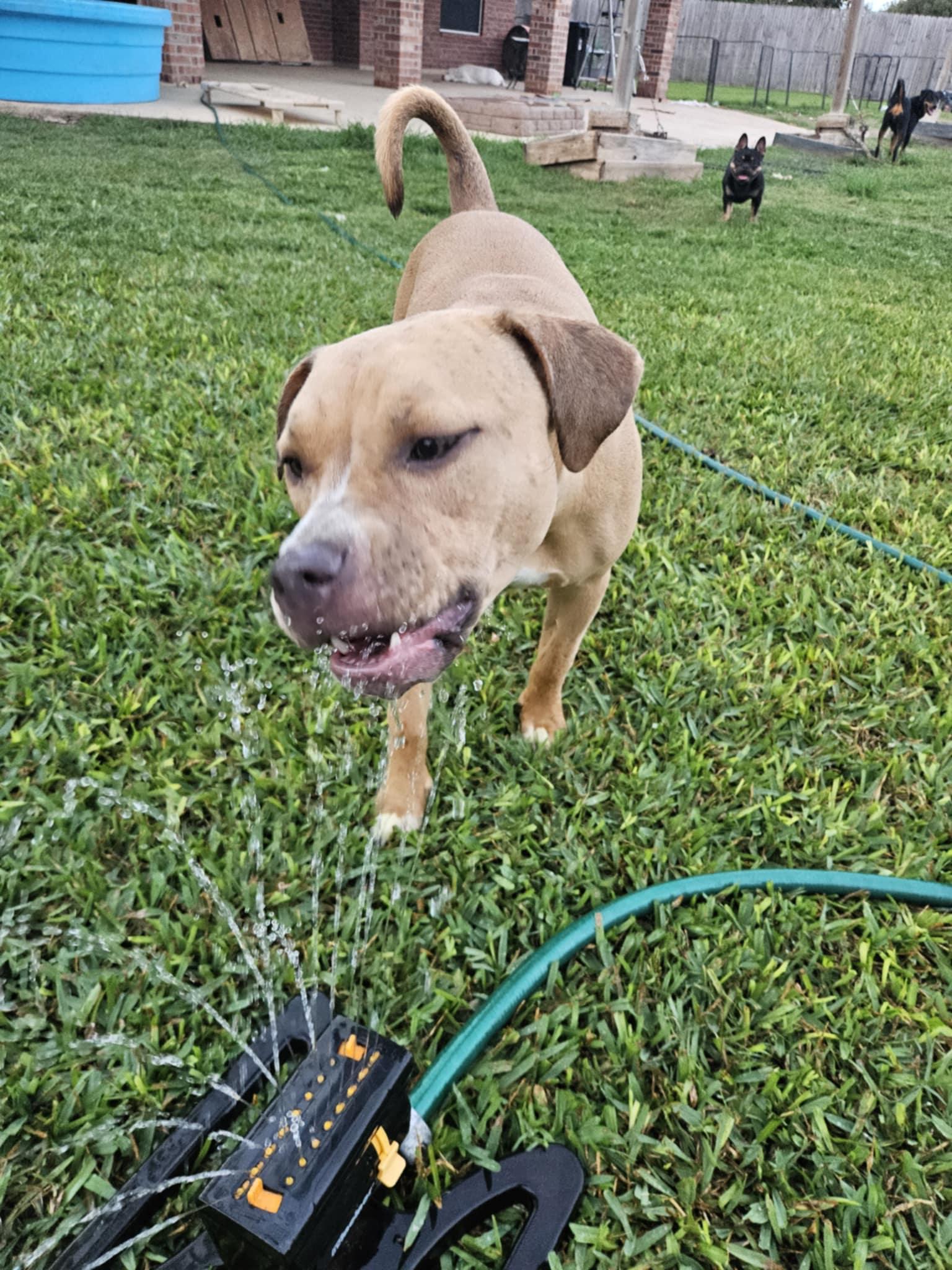 Dog for adoption - Caroline, an American Bully & American Staffordshire Terrier Mix in Hudson ...