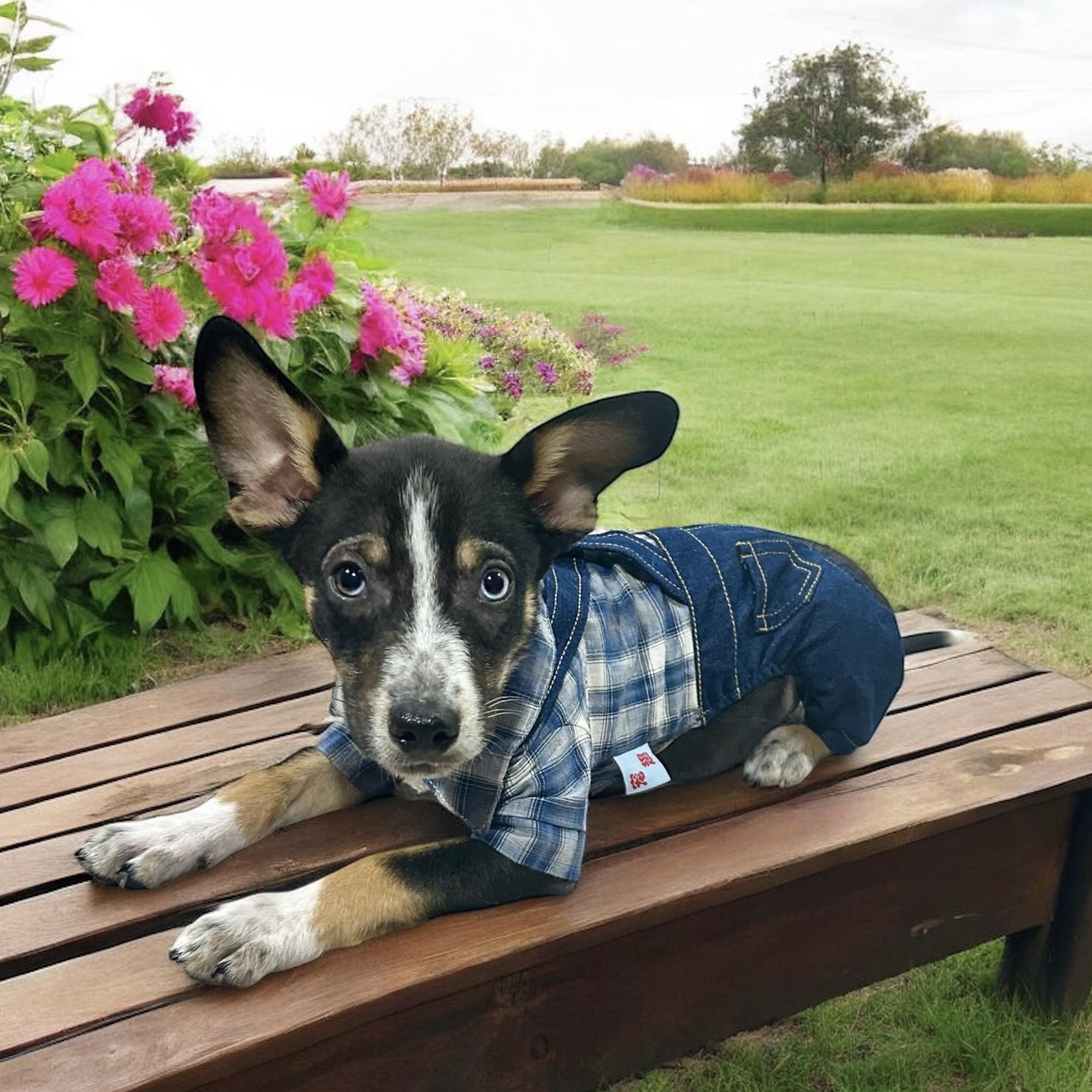 Dog for adoption - Sundae, a Husky & Corgi Mix in Pittsburgh, PA ...