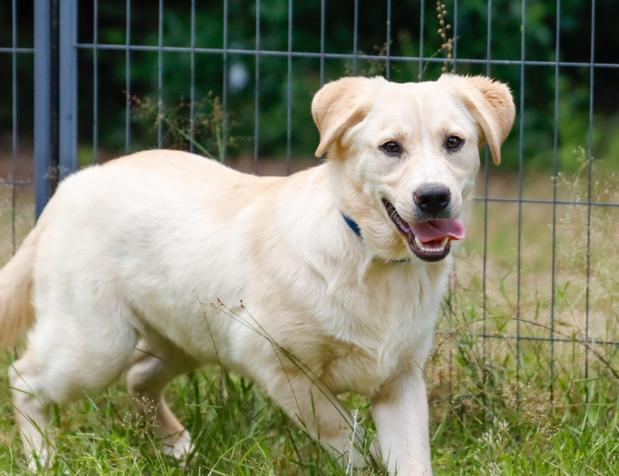 Dog for adoption - TARDY BELLE, a Labrador Retriever & German Shepherd ...