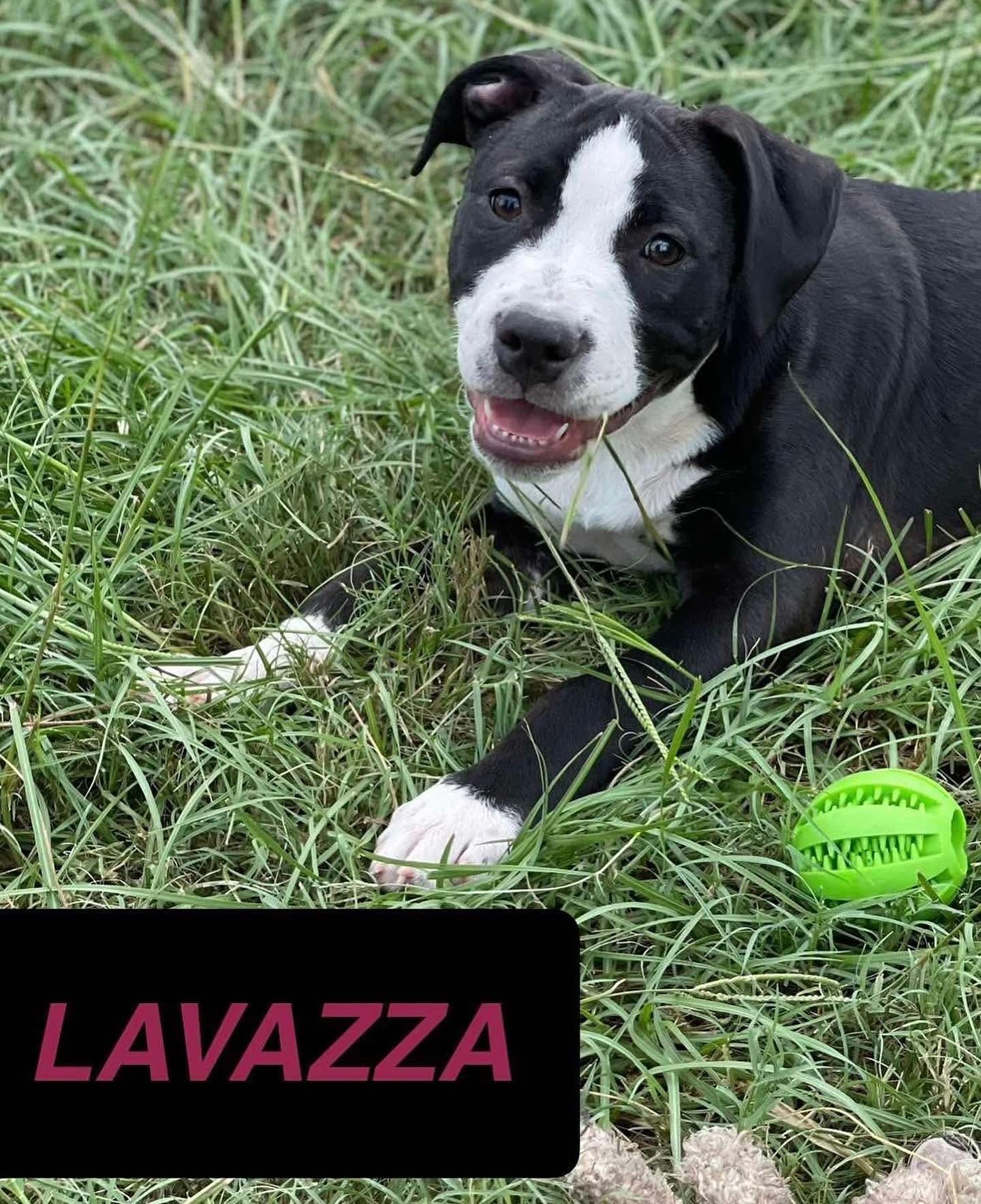 Dog for adoption - Lavazza, an American Staffordshire Terrier Mix in ...