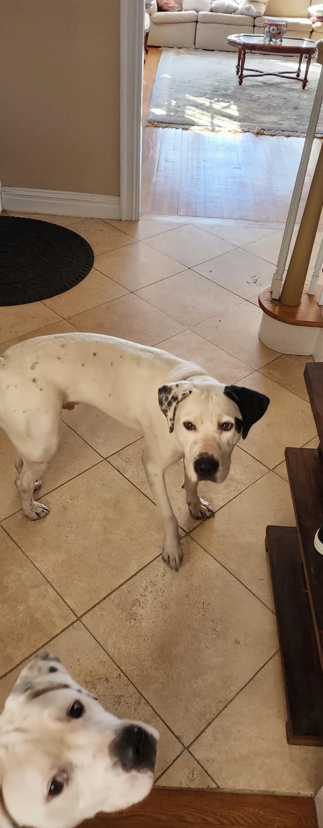 Dog for adoption - Chase, a Pointer Mix in Riverdale, NJ | Petfinder