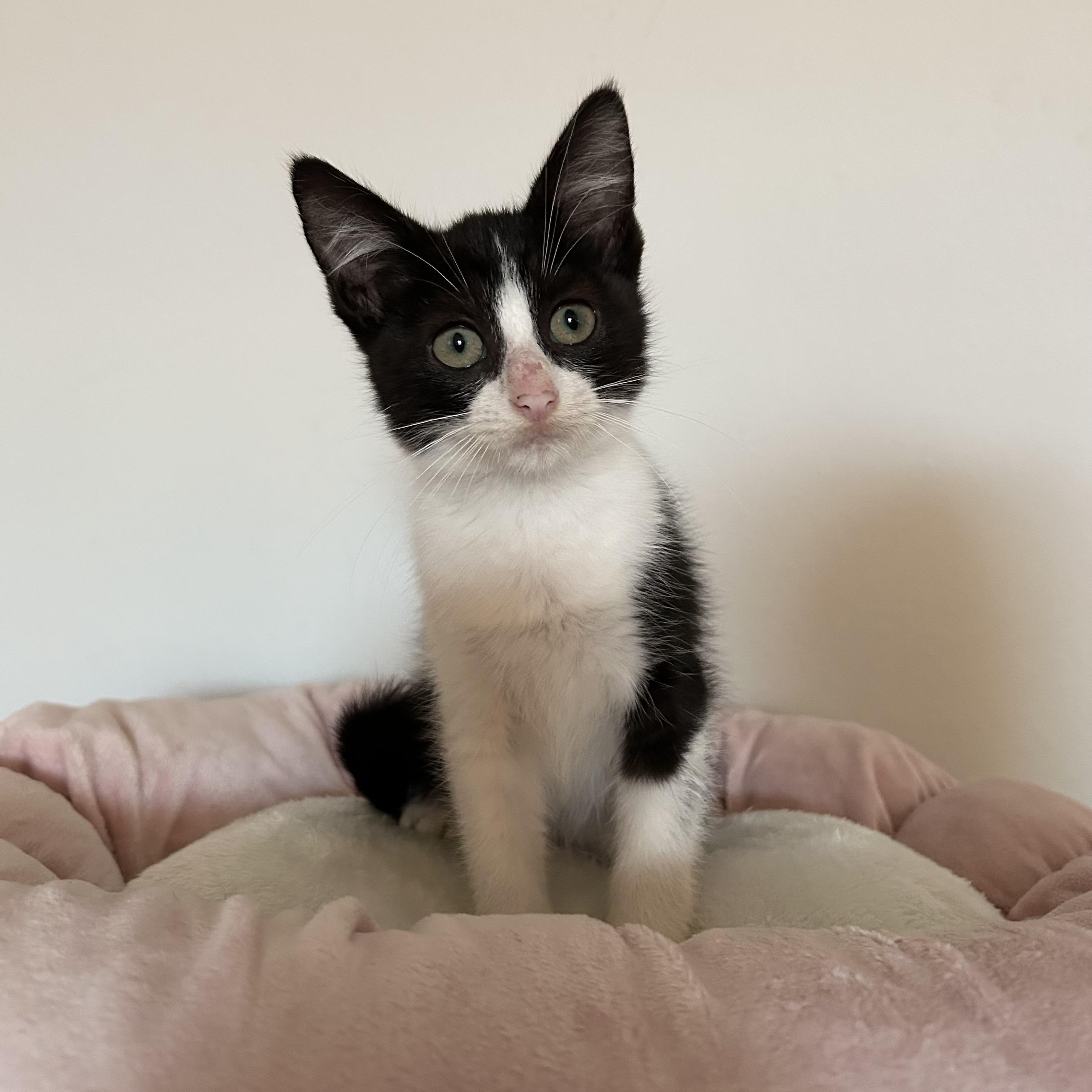 Cat for adoption - Cupcake, a Tuxedo Mix in Bellevue, WA | Petfinder