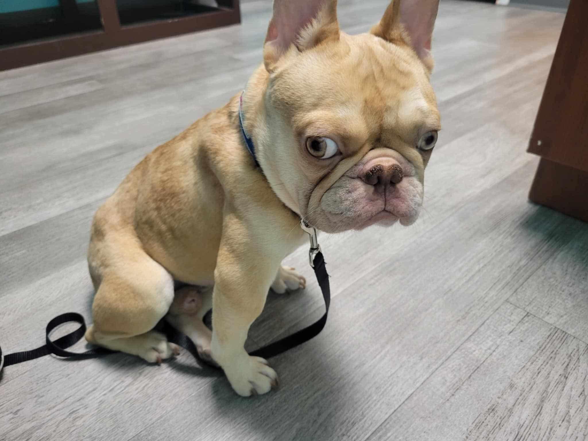 Dog for adoption - Bugsy, a French Bulldog in LEHIGH ACRES, FL | Petfinder