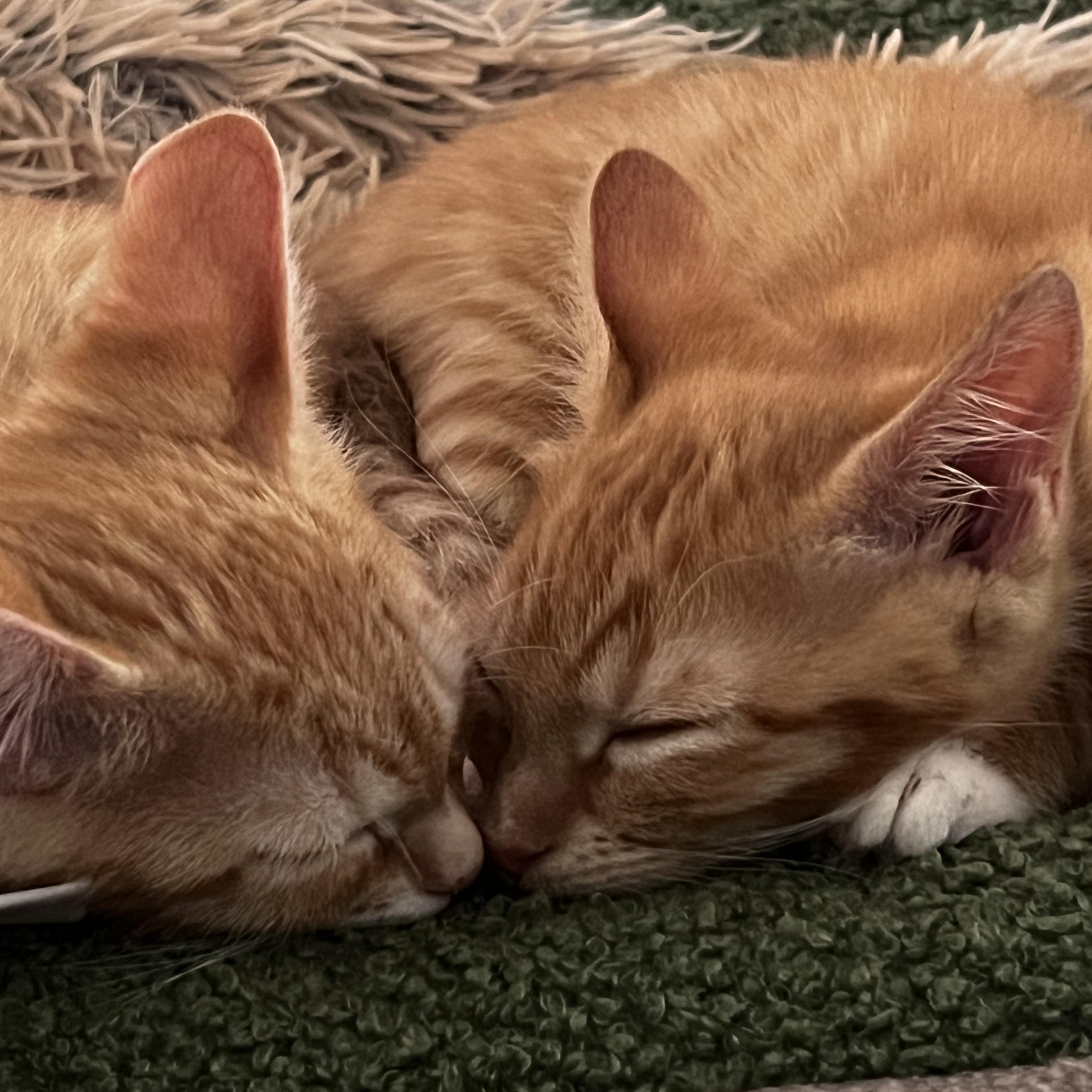 Cat for adoption - Arthur & Aiden (10 weeks old), a Domestic Short Hair ...