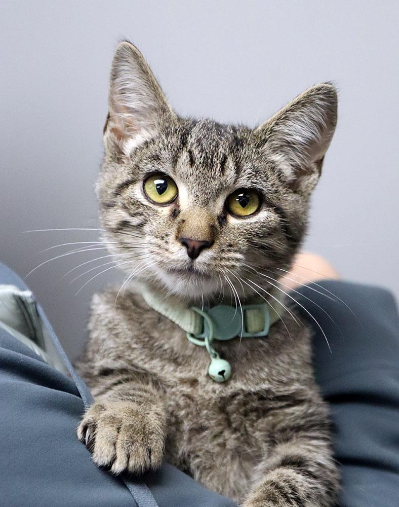 Cat for adoption - Ted (AO32839), a Tabby in Merriam, KS | Petfinder