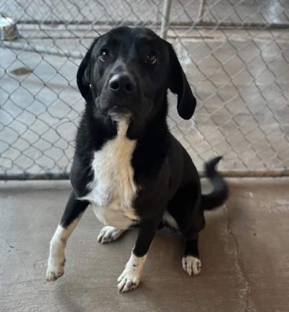 Dog for adoption - Grombo, a Labrador Retriever Mix in Lakeside, AZ ...