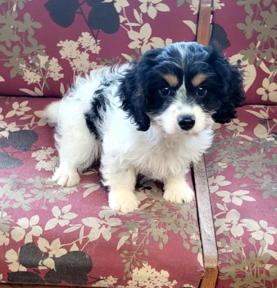 Dog for adoption - CAVACHON tri color female, a Cavachon Mix in ...