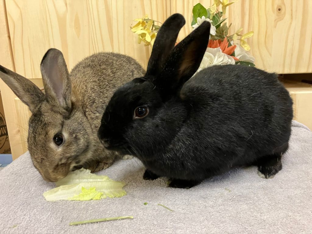 Rabbit for adoption - Douglas & Jackie (Vancouver), a Bunny Rabbit Mix ...