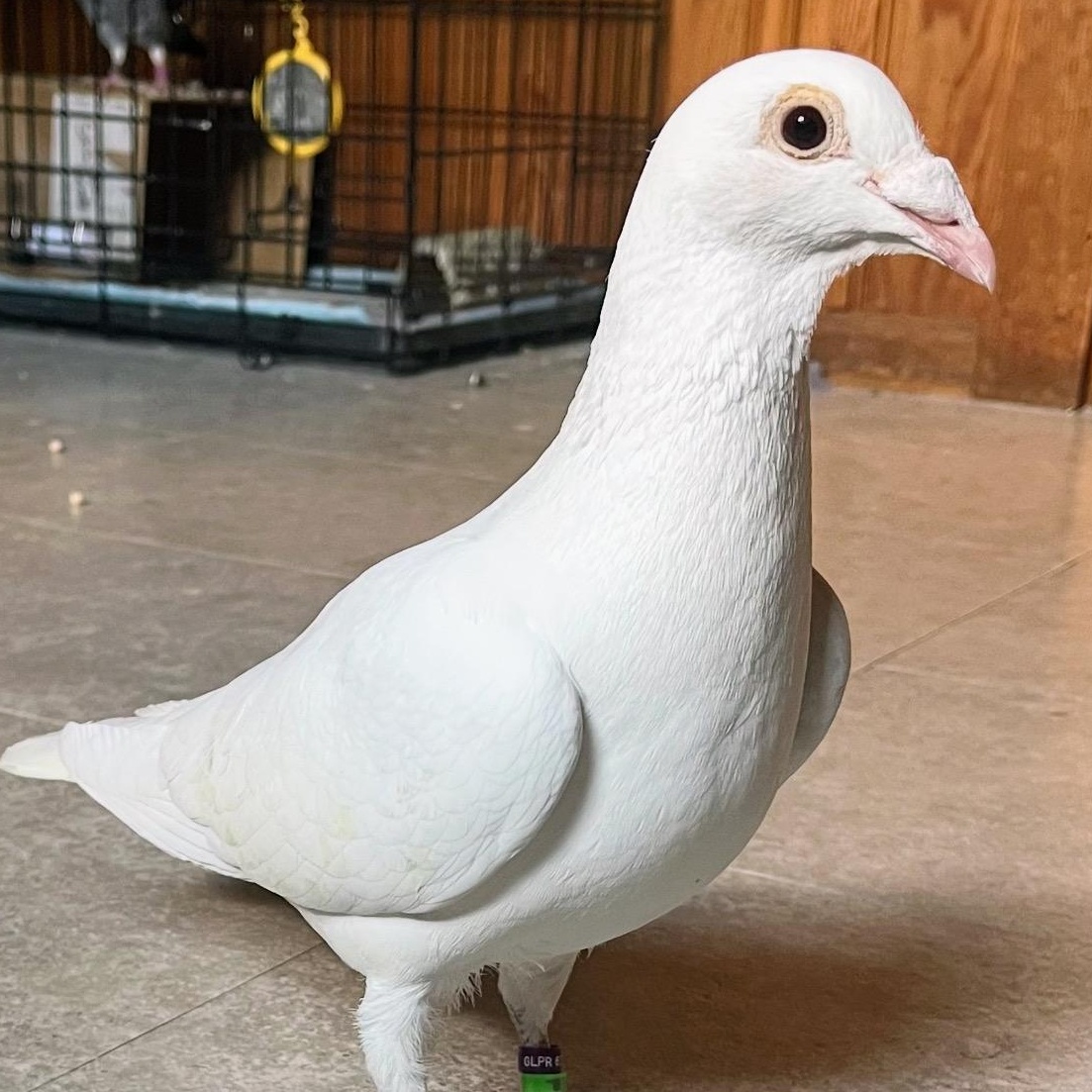 Dove for adoption - Beluga, a Pigeon in Chicago, IL | Petfinder