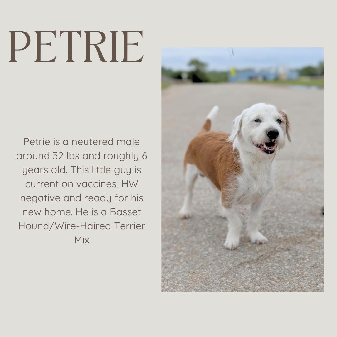 Dog for adoption - Petrie, a Basset Hound Mix in Junction City, KS ...