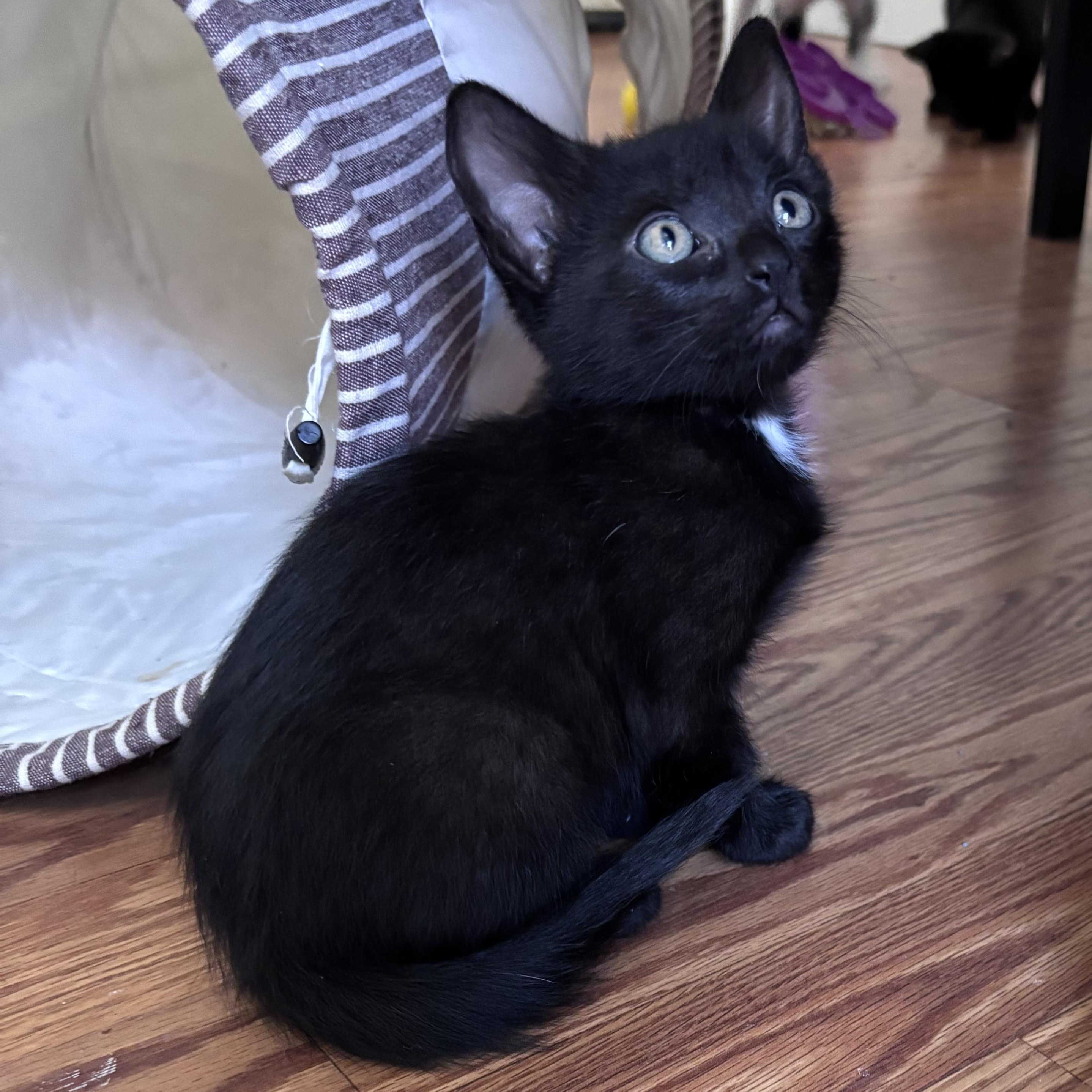 Available Cats for Adoption | Scruffy Paws Animal Rescue RI