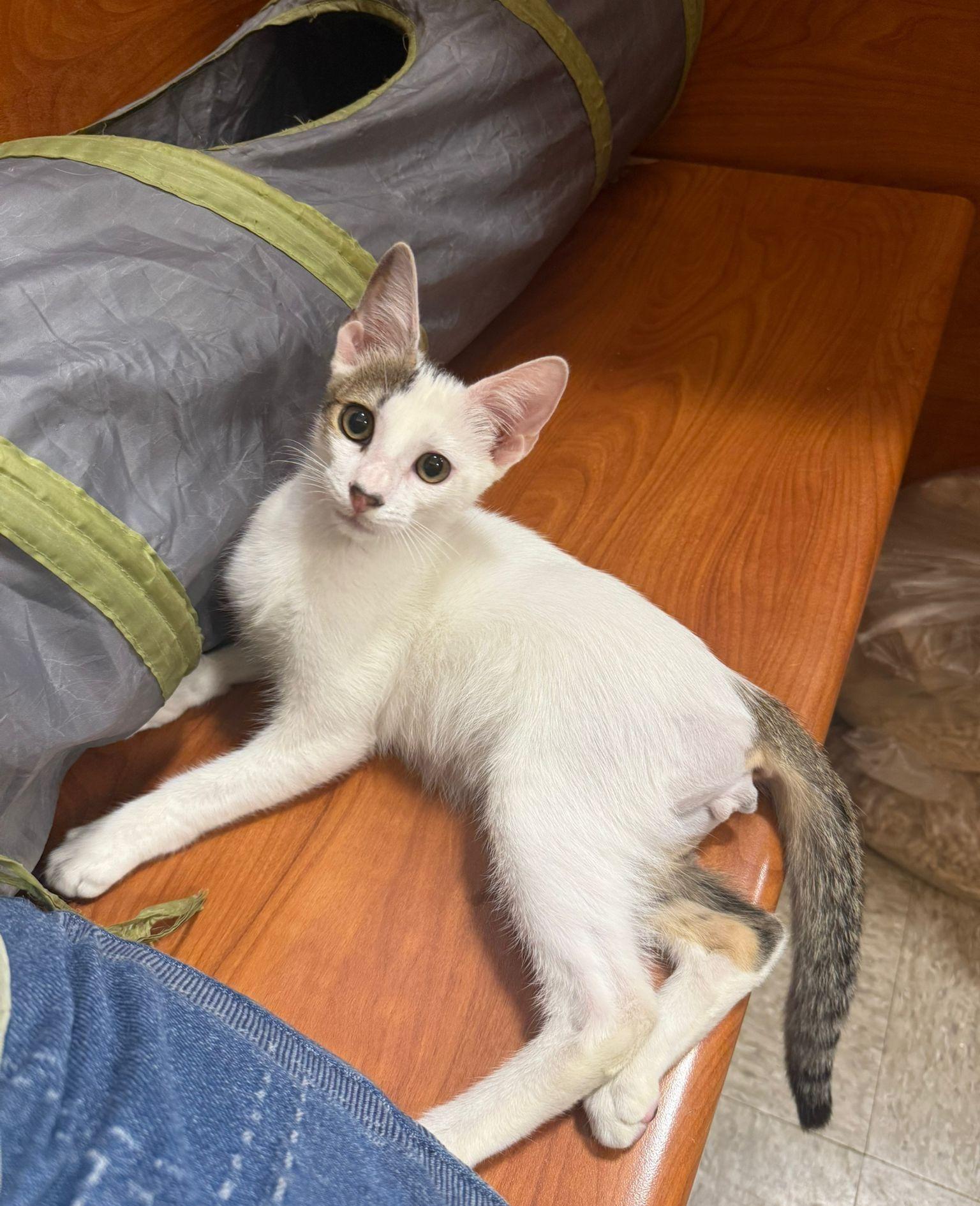 Cat for adoption - Kuva, a Domestic Short Hair in Natick, MA | Petfinder