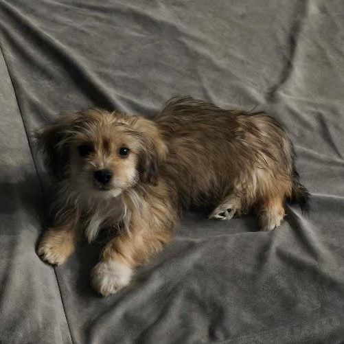 Dog for adoption - Doogie Howlser, a Pomapoo & Shorkie Mix in East ...