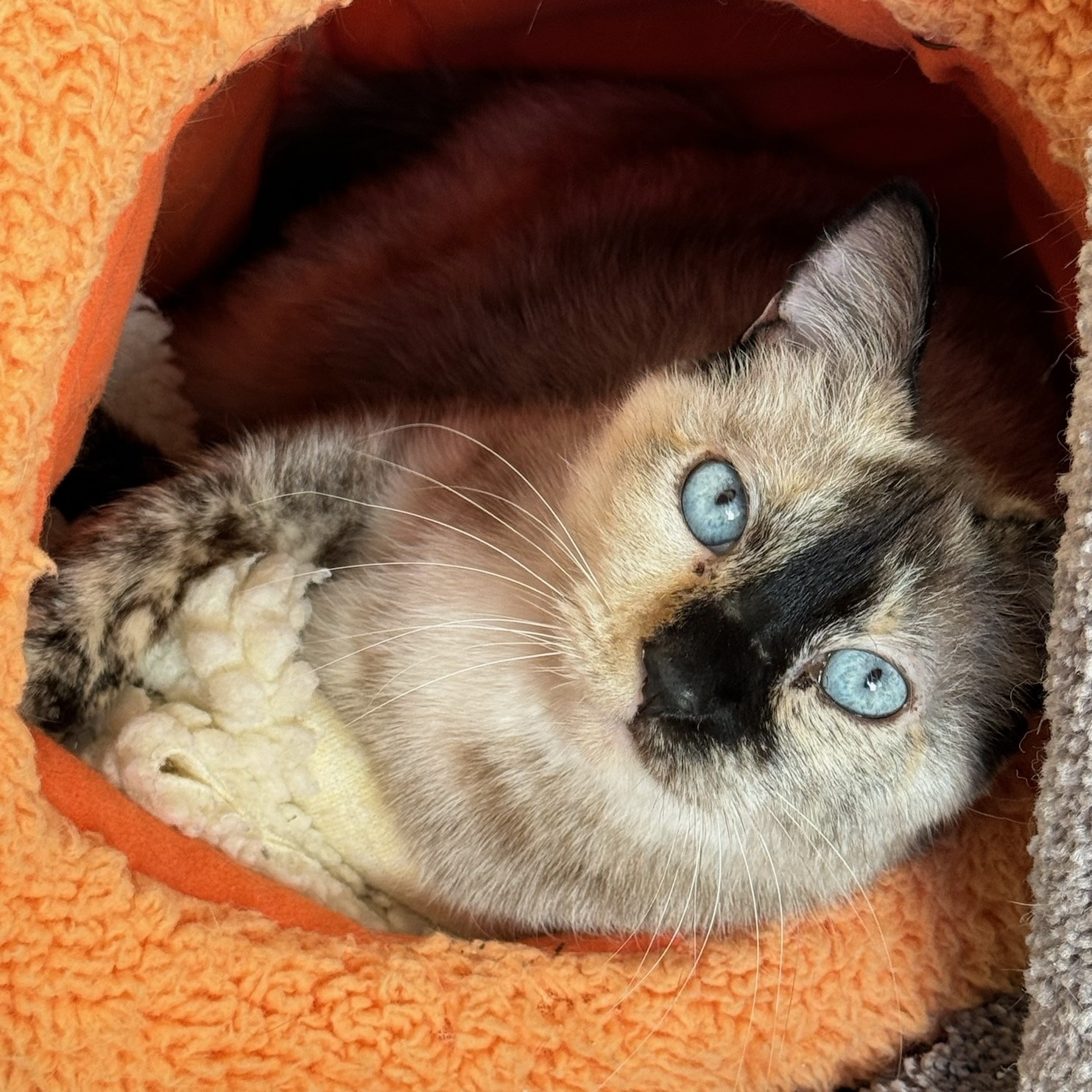 Cat for adoption - BELLA, a Domestic Short Hair in Prescott, AZ | Petfinder