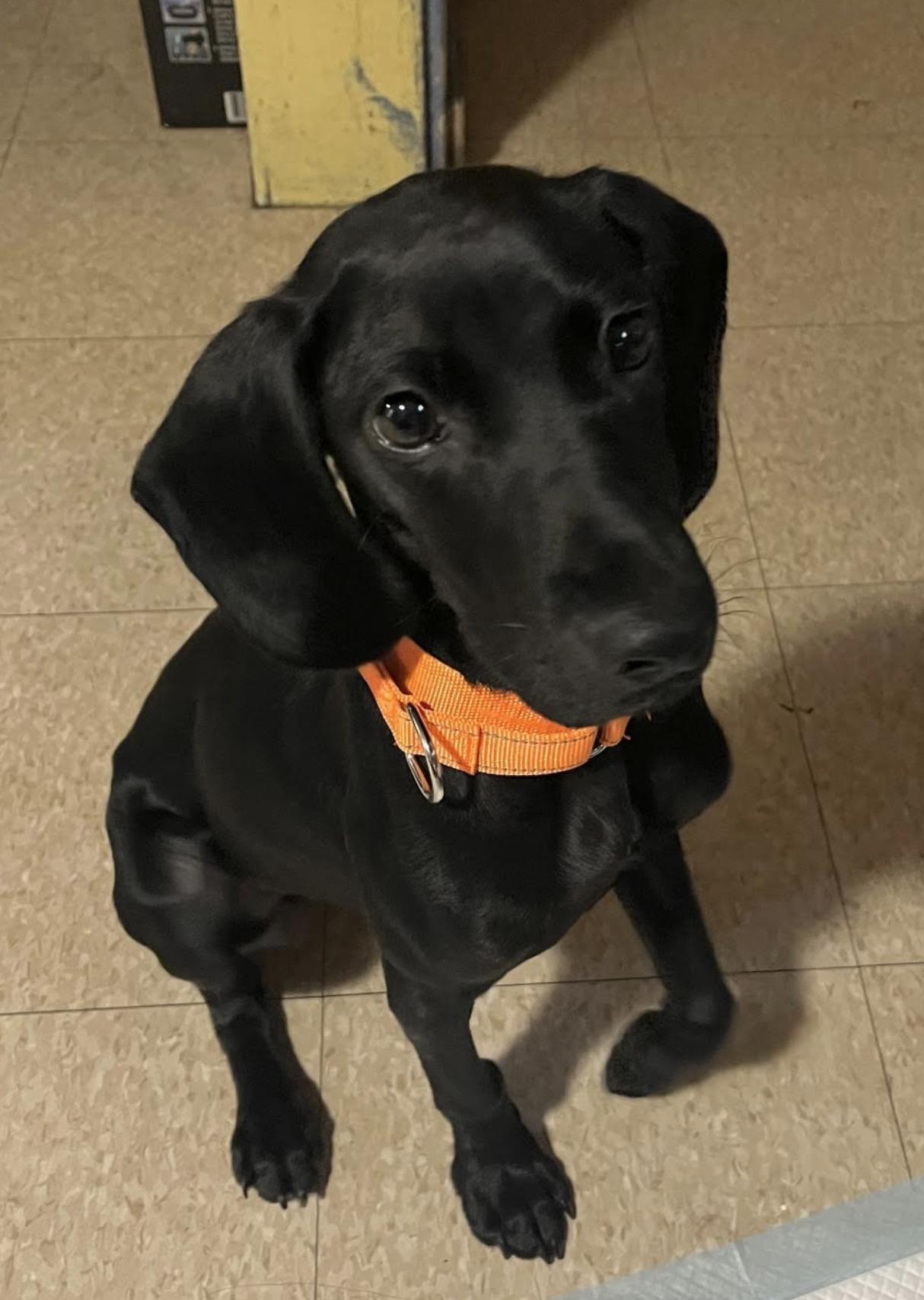 Dog for adoption - Finn - local boy, a Pointer & Beagle Mix in Woburn ...