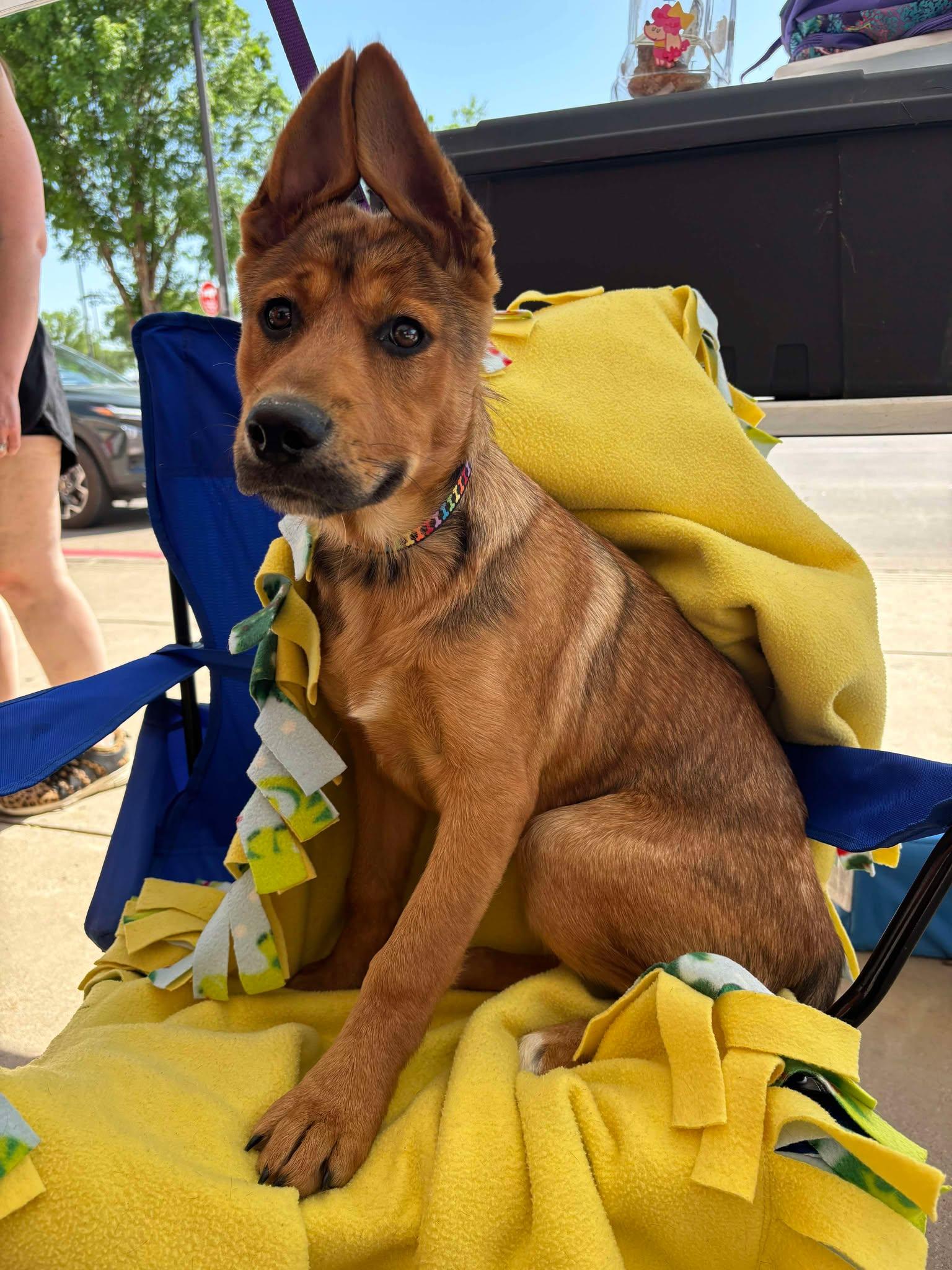 Dog for adoption - Dana, a Shepherd & Shar-Pei Mix in Detroit, MI ...