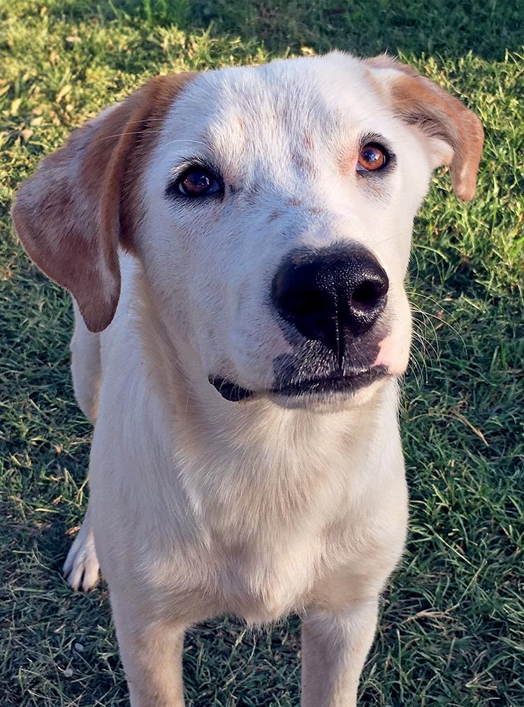 Dog for adoption - Oden, a Labrador Retriever & Great Pyrenees Mix in Gaithersburg, MD | Petfinder