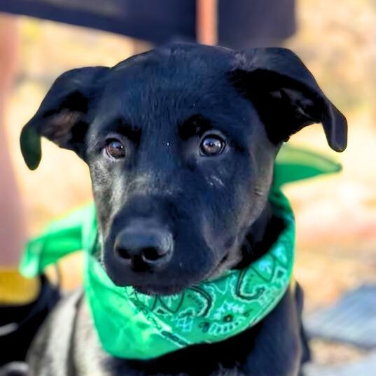 Dog for adoption - Kaz, a Labrador Retriever & Shepherd Mix in Temecula ...