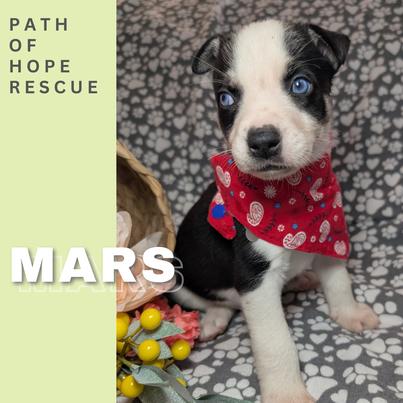 Dog for adoption - Mars, a Cattle Dog & Siberian Husky Mix in Helena ...