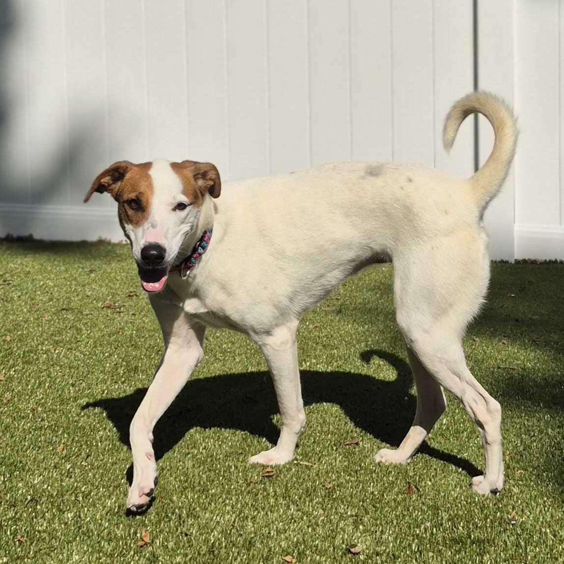 Dog for adoption - Mushu, a Hound Mix in New Bedford, MA | Petfinder